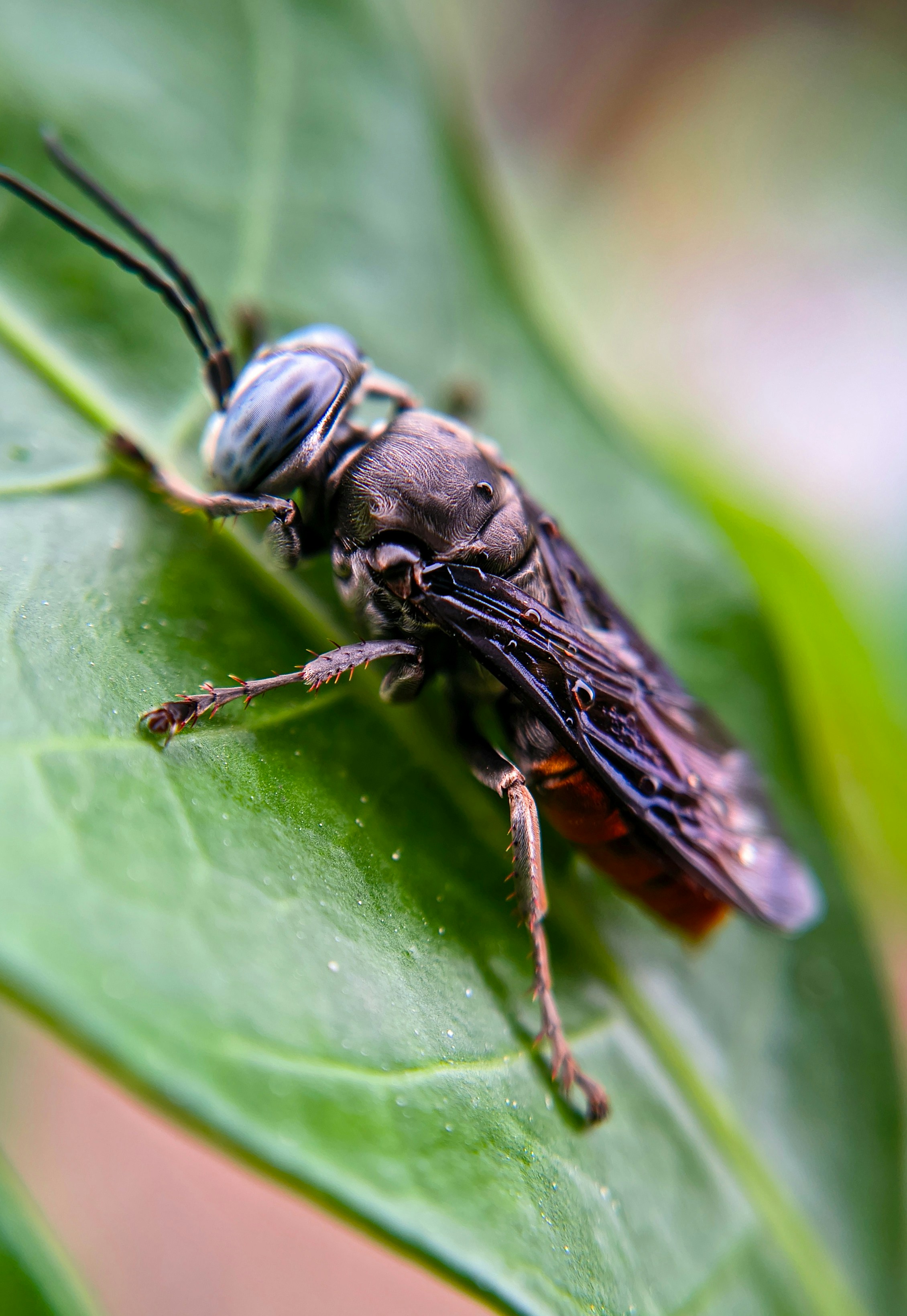 Macro Portrait of a Leaf Hopper: A Close Encounter on Green Velvet