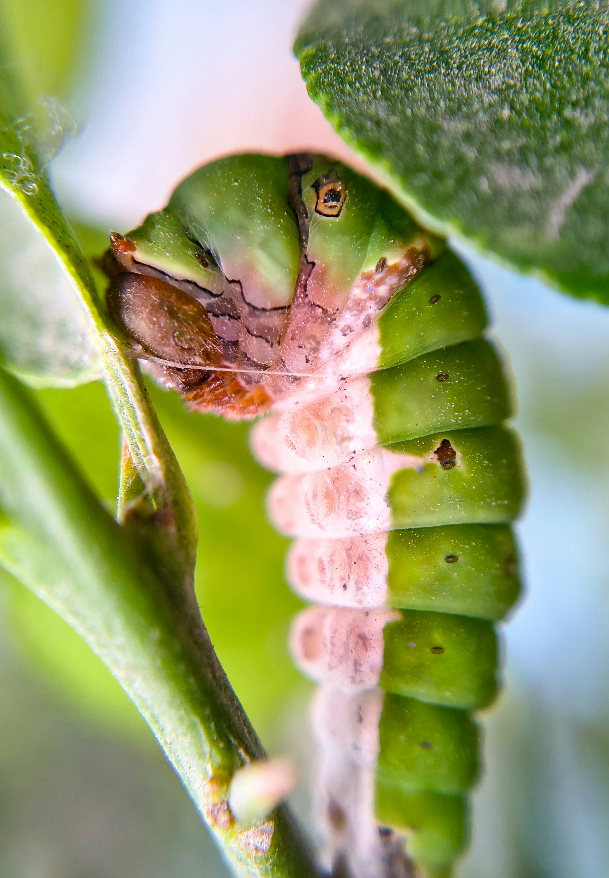 Leaning Caterpillar: a close-up of a green larva resting on a leaf stem