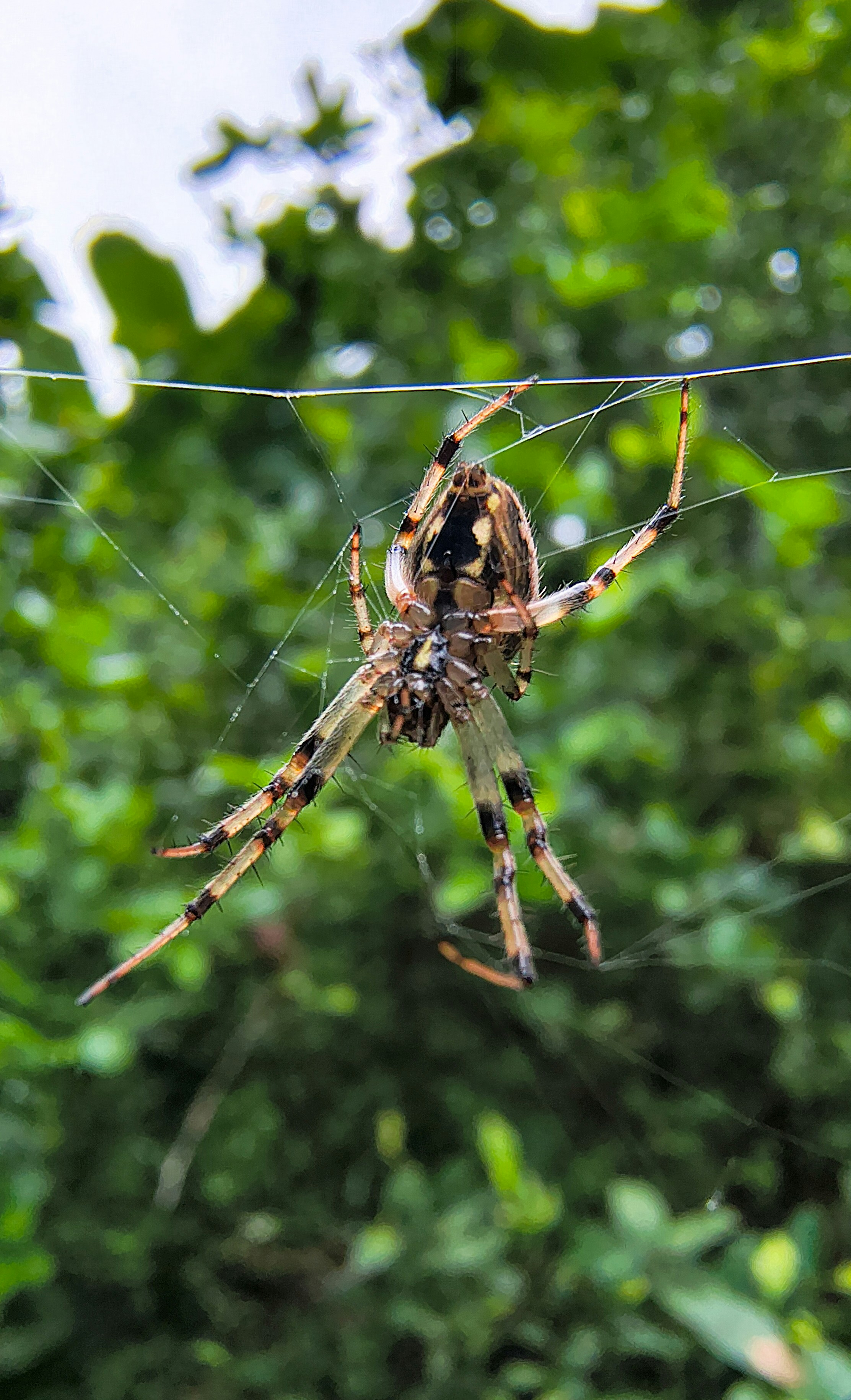 Web of Focus: Spider Suspended in Morning Green