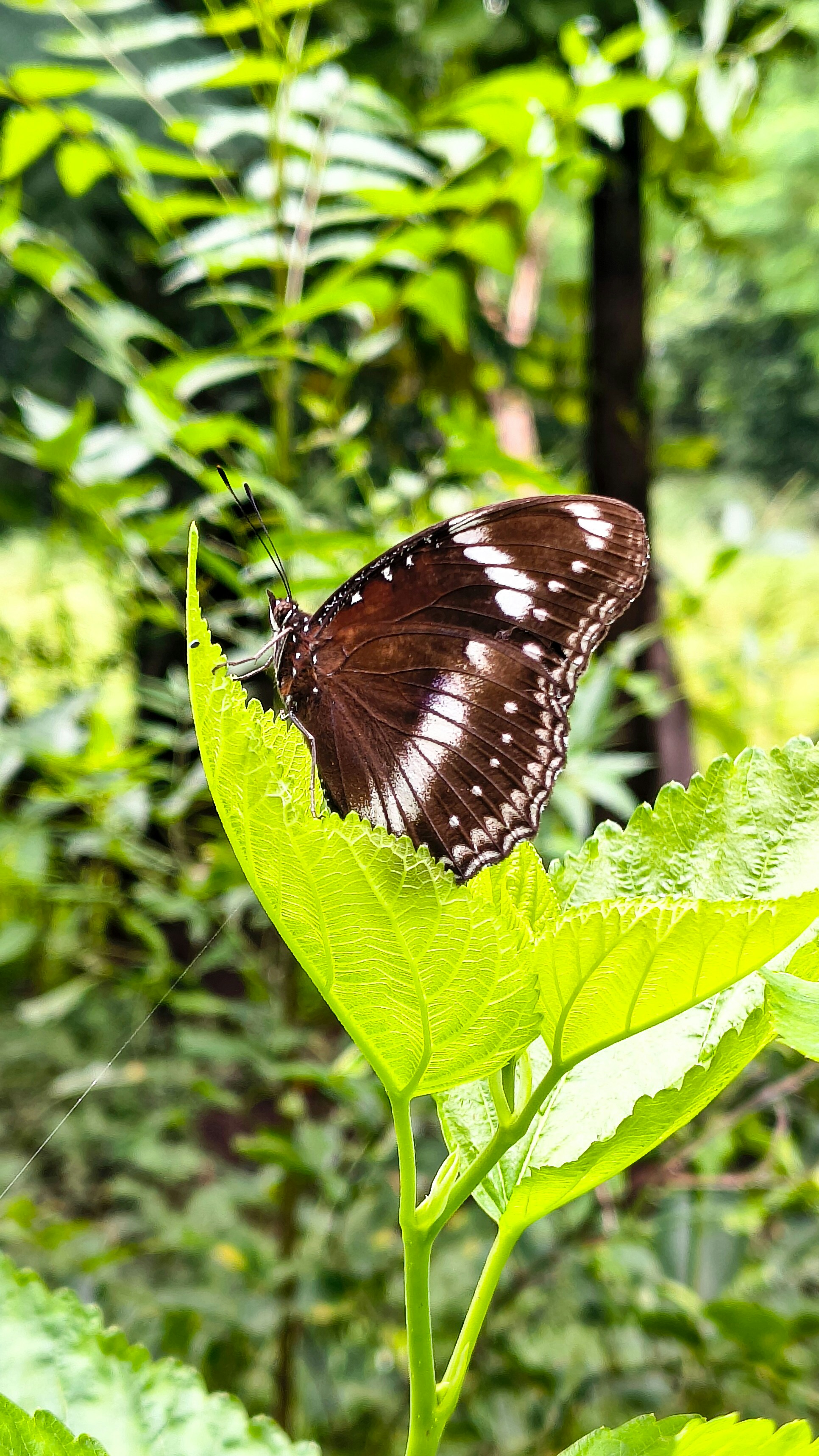 Close-up of a butterfly perched on bright green leaves in a sunlit garden