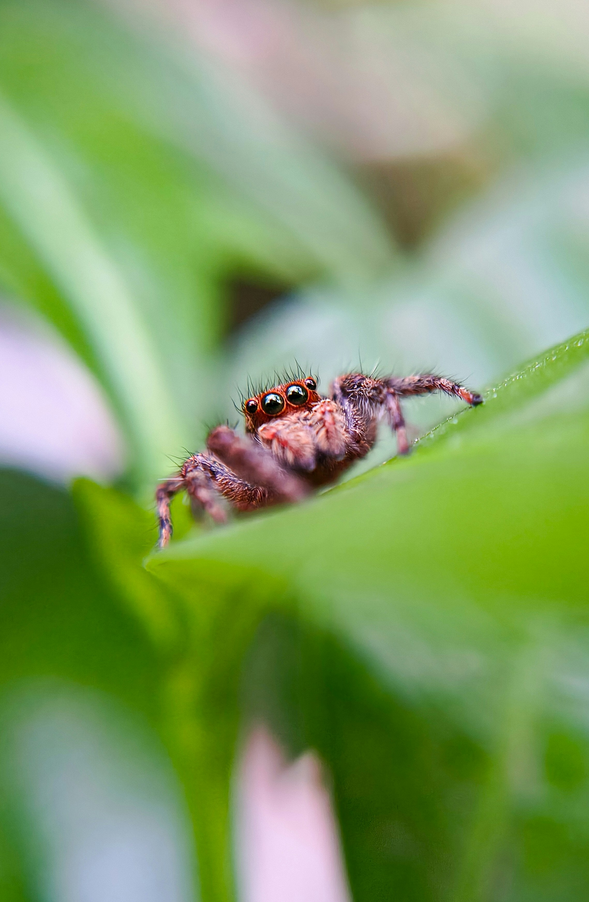Close-Up of a Jumping Spider: Red Eyes Amid Green Foliage