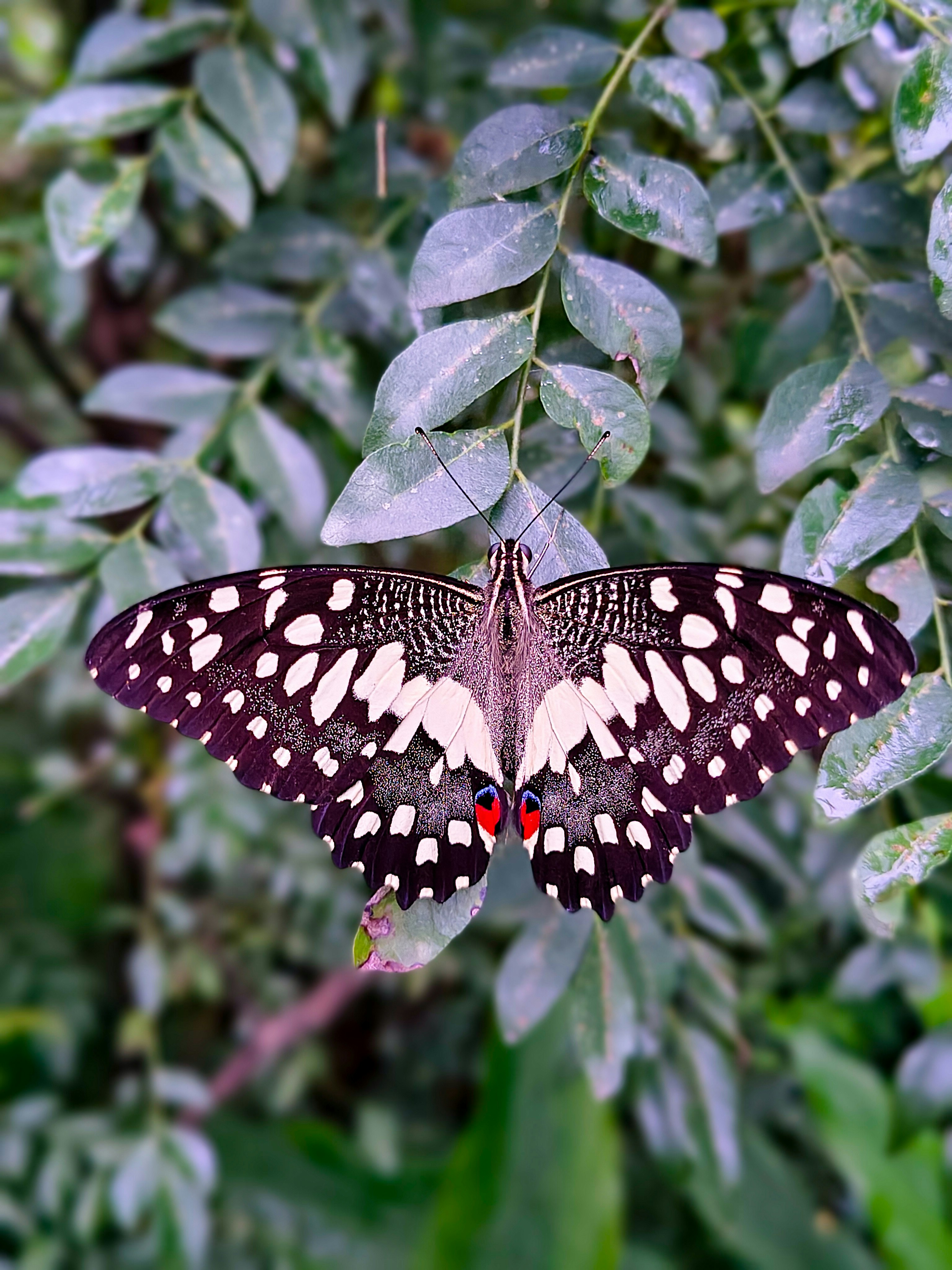 Photo by Shyamli Kashyap with Motorola Edge 60 Fusion