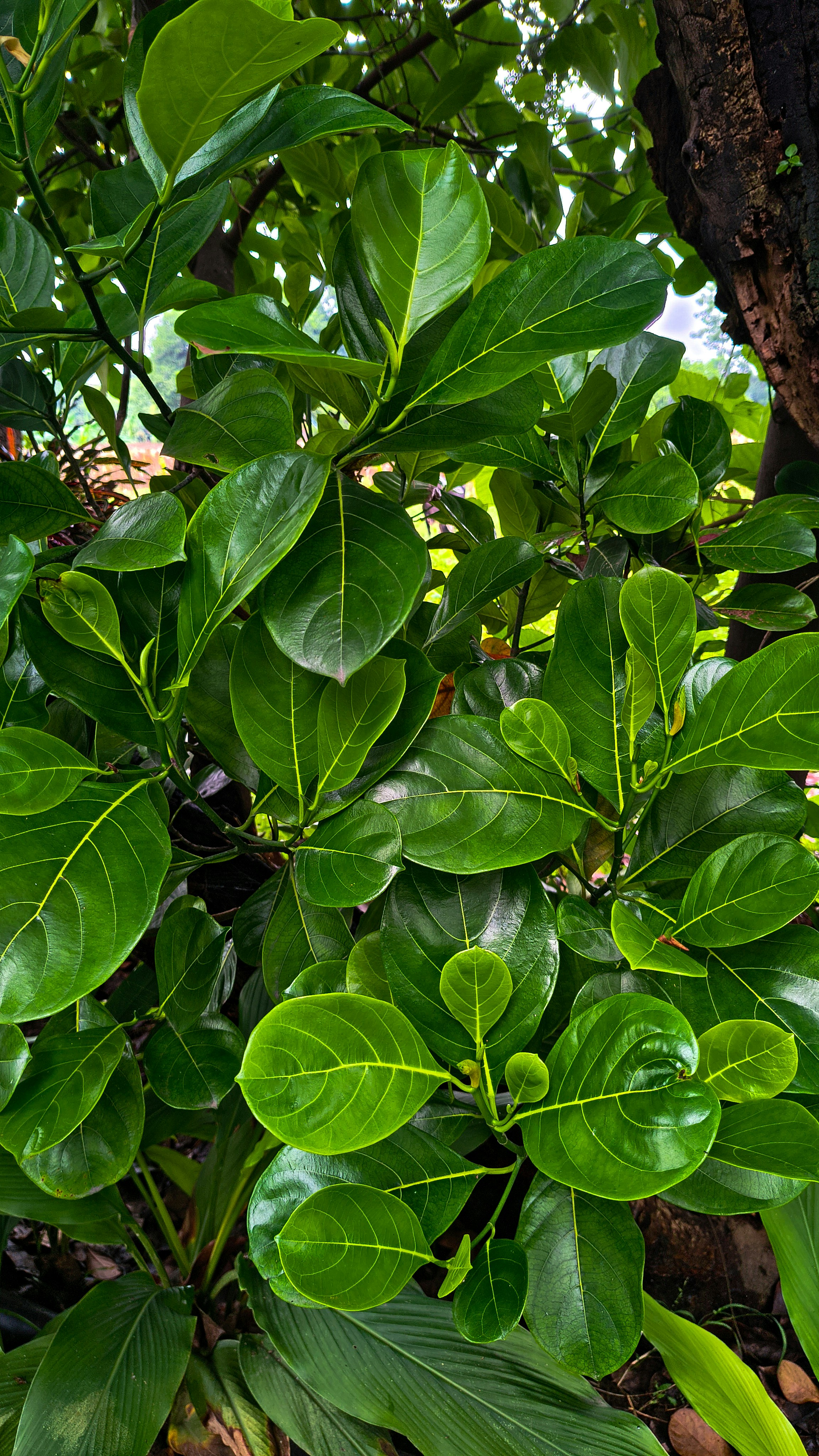 Verdant Ledger: A Dense Canopy of Glossy Leaves