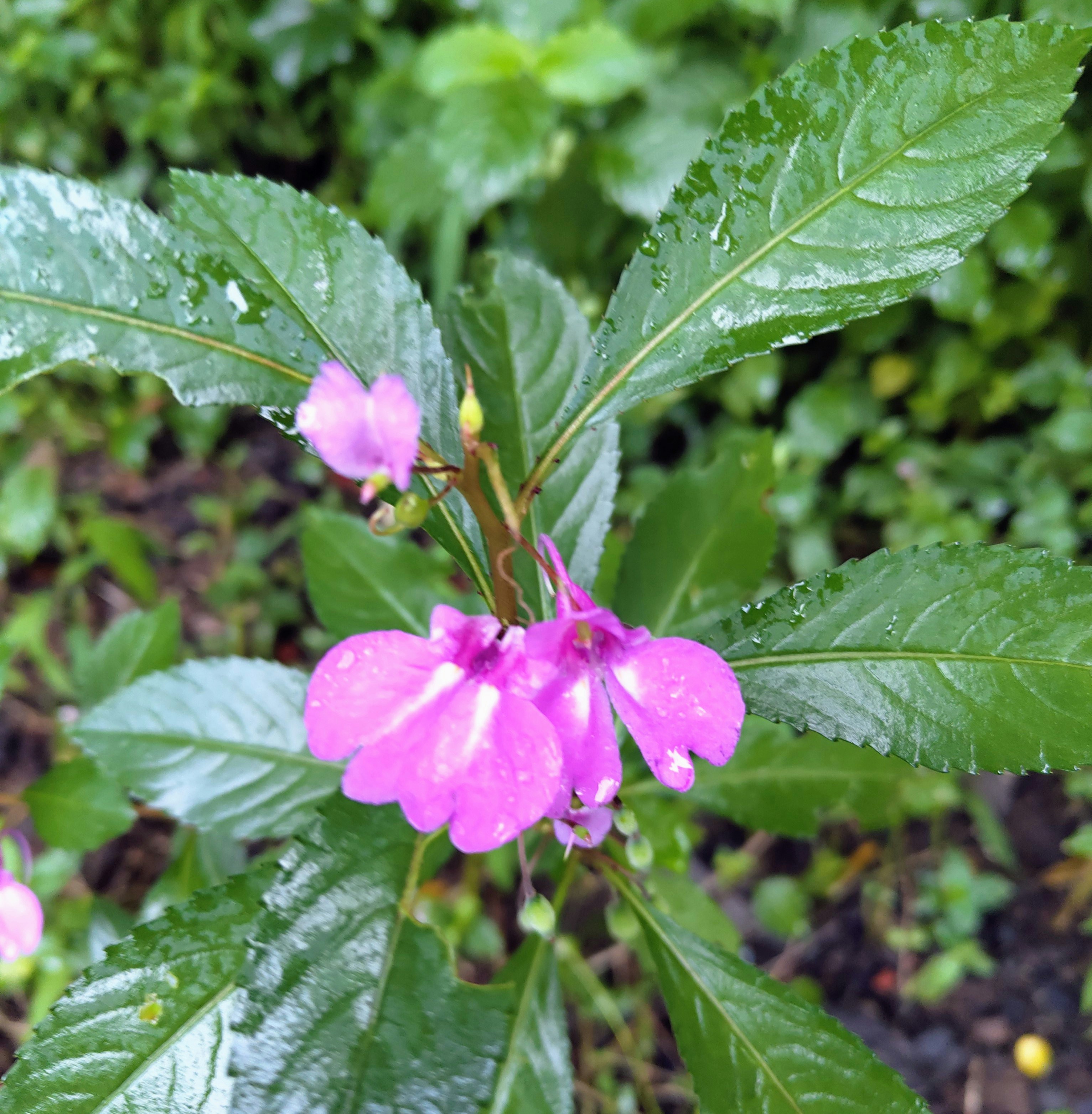 Close-up of bright pink flowers surrounded by glossy, rain-damp leaves in a garden; painterly bokeh hints at a soft background.