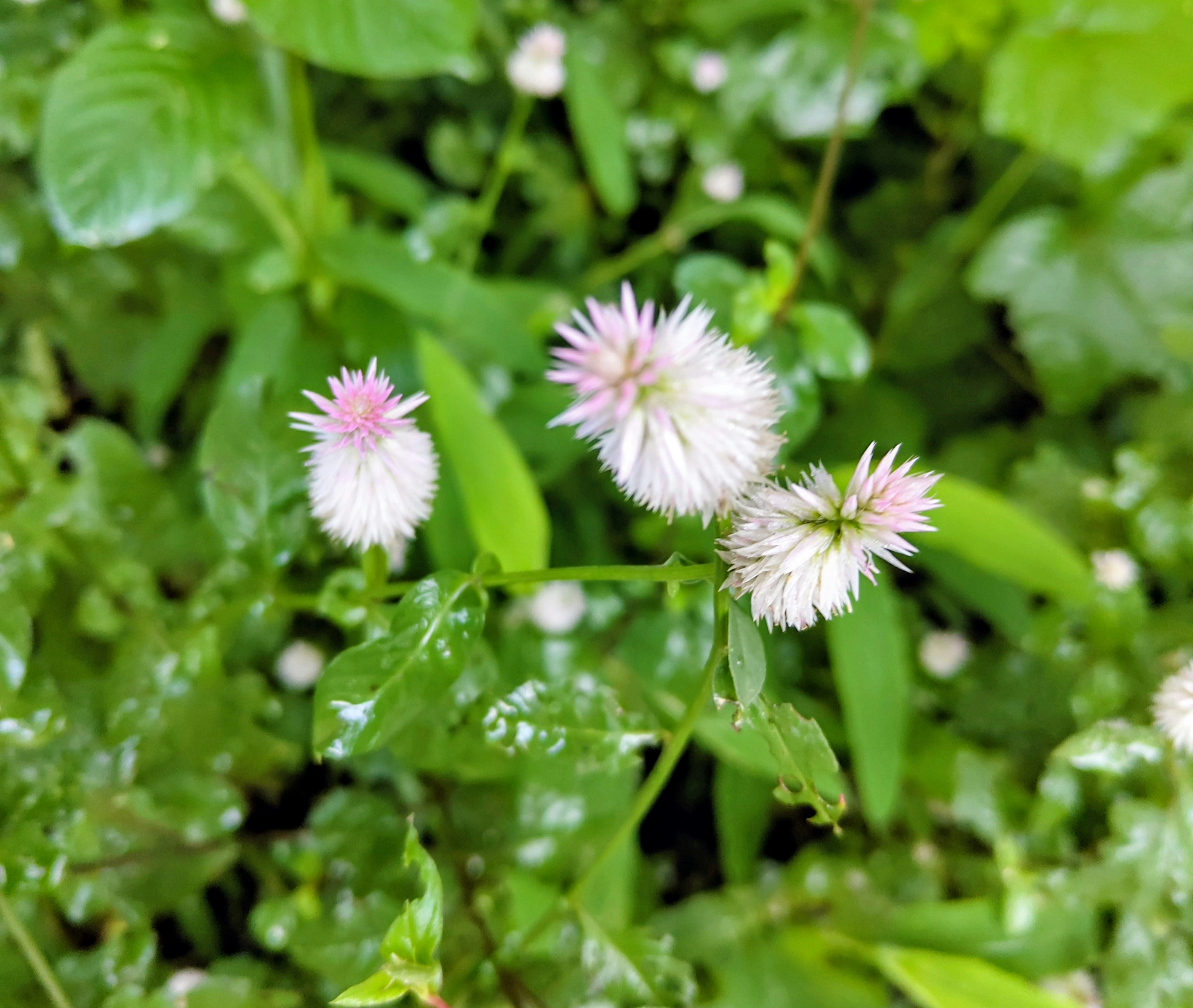 Close-up of delicate pinkish-white composite flowers amid glossy green leaves, highlighting natural texture and garden life. This is a photography of a plant detail, not a drawing or logo.