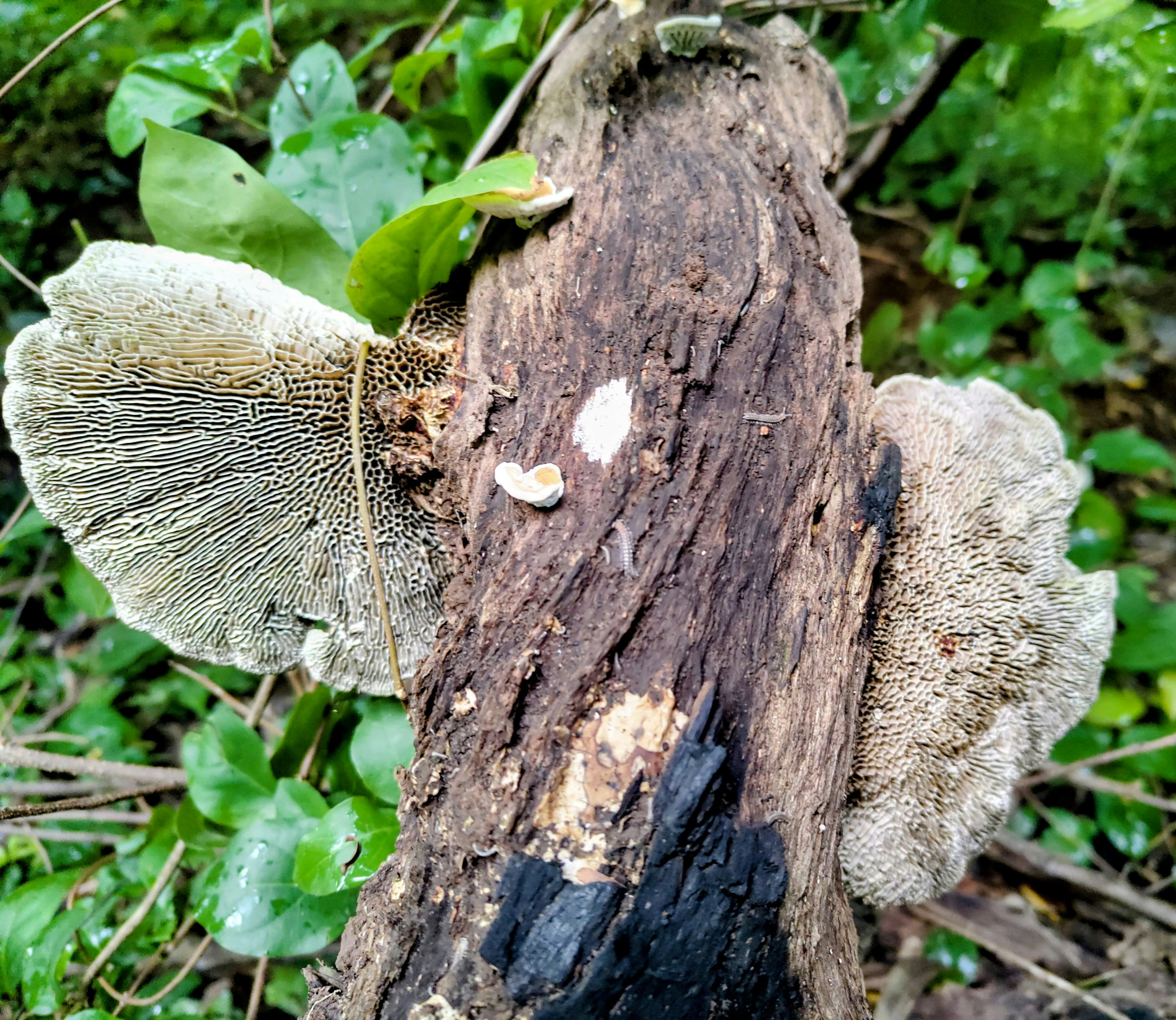 Fungal Fibrillations on a Weathered Log