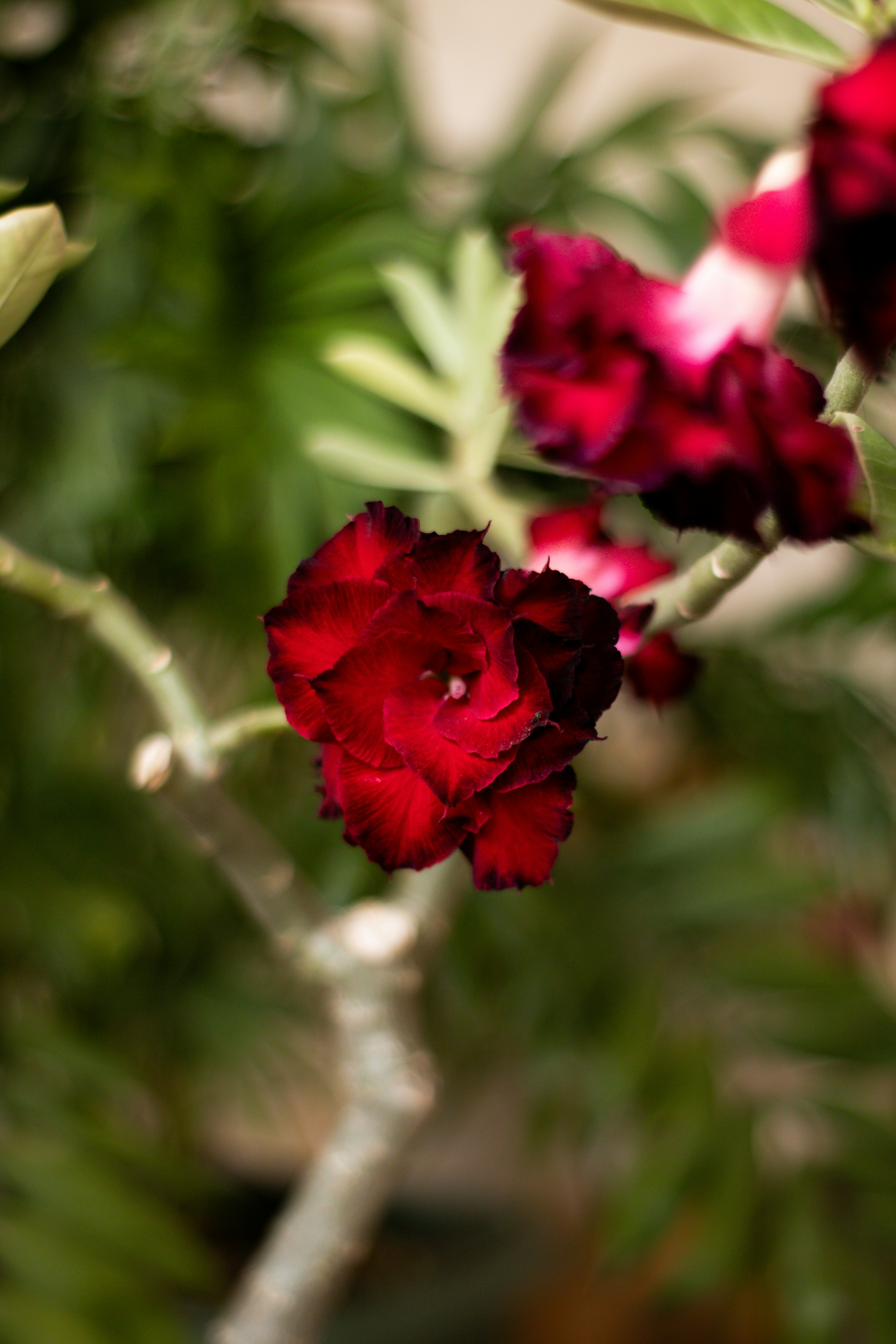 Crimson bloom in soft focus garden frame