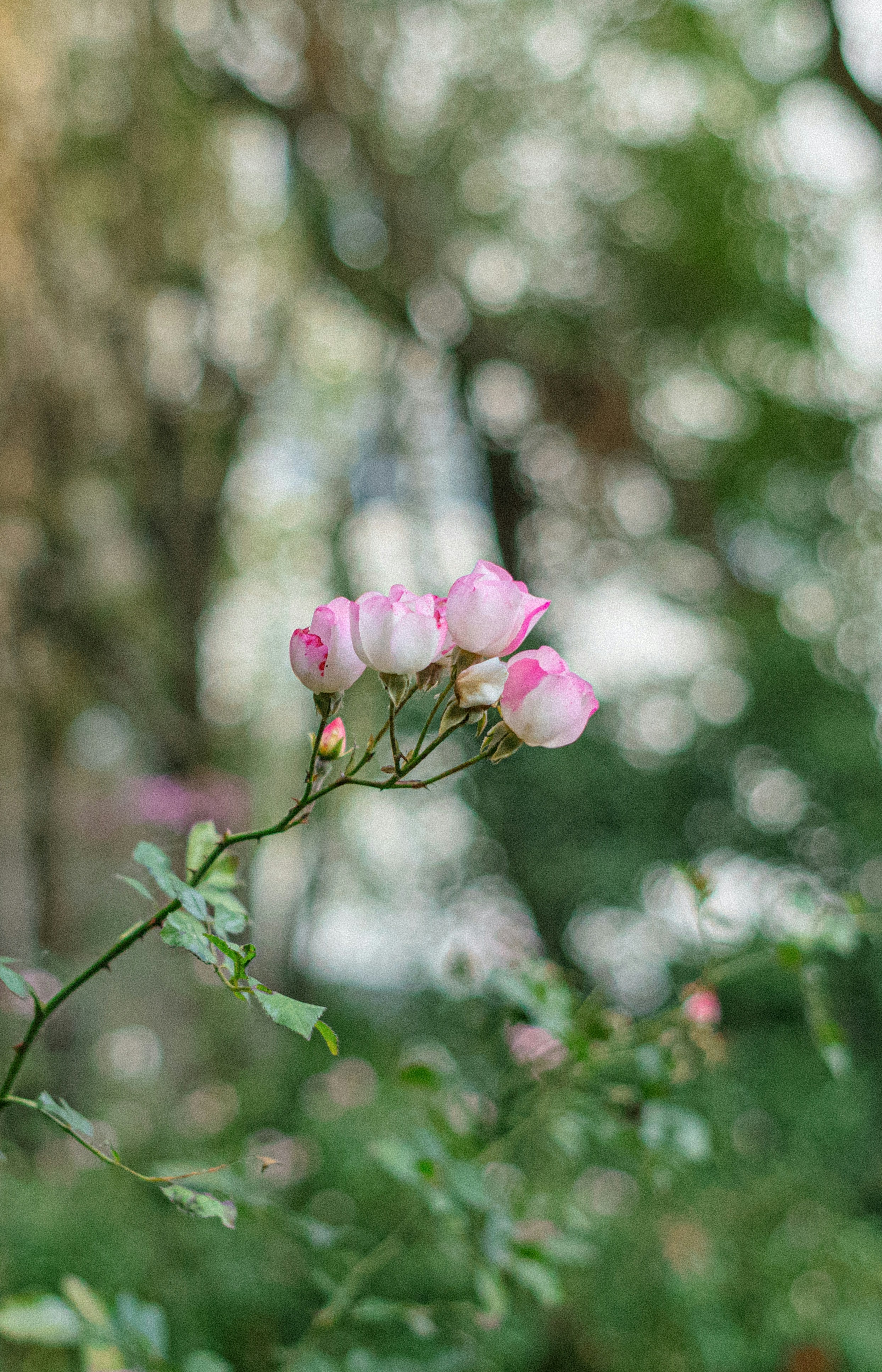 Bloom on a Tender Twig: Pastel Roses in Soft Focus