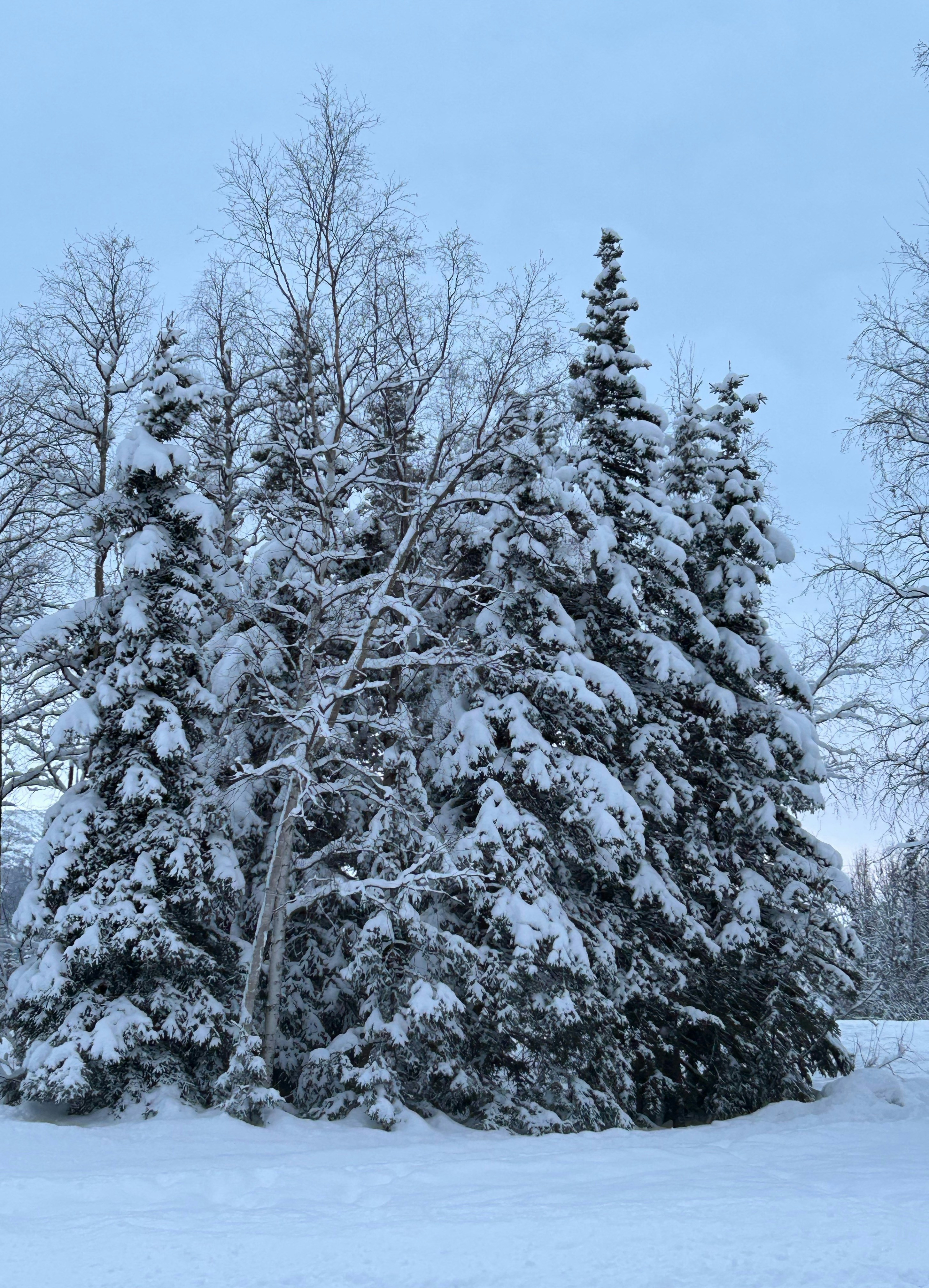 Snow-Cloaked Pines Crown the Quiet Clear Field