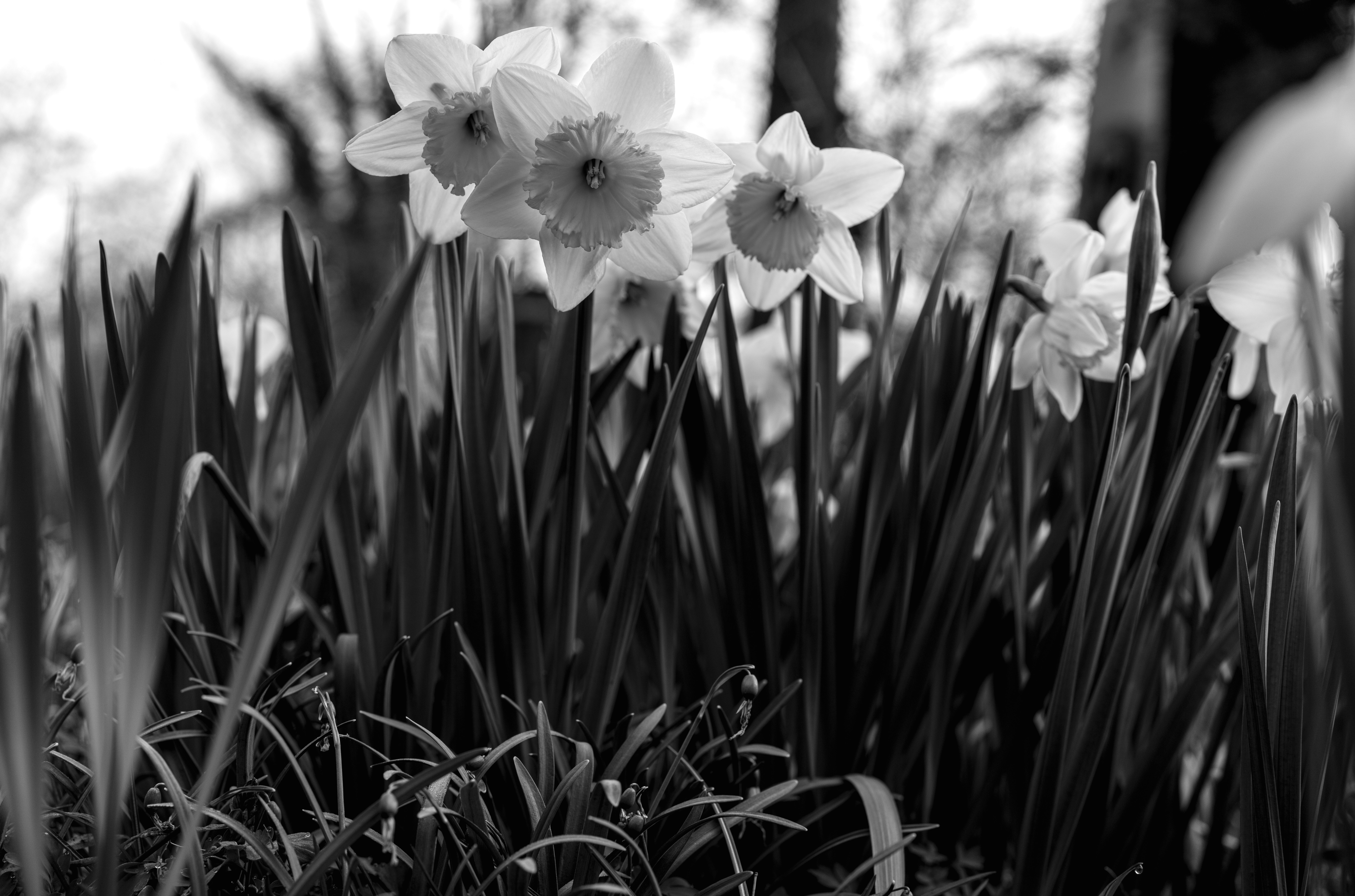 Daffodil Crown in Low Grass under Soft Sunlight