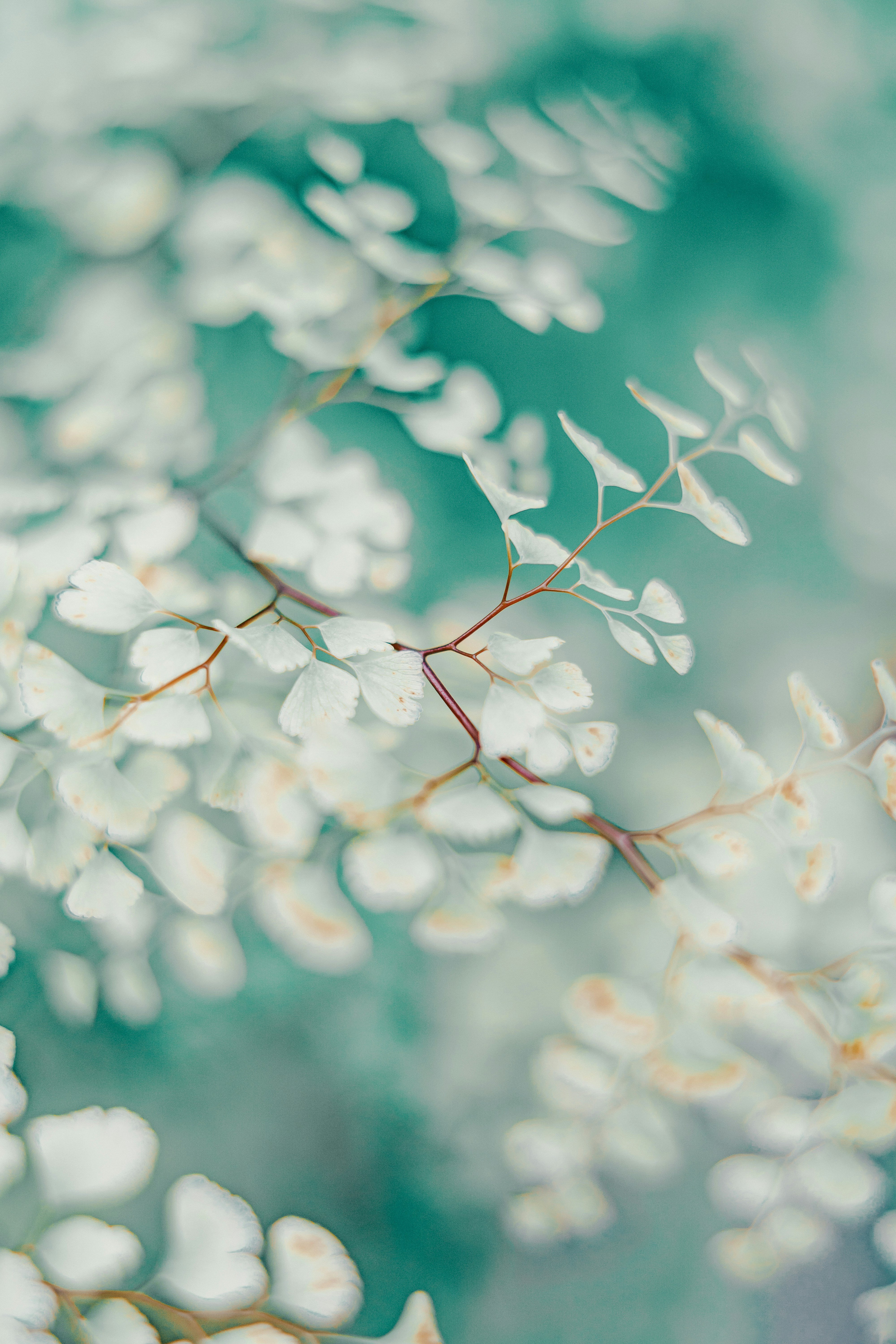 Whispering Leaves: Delicate Branches in Soft Teal Light