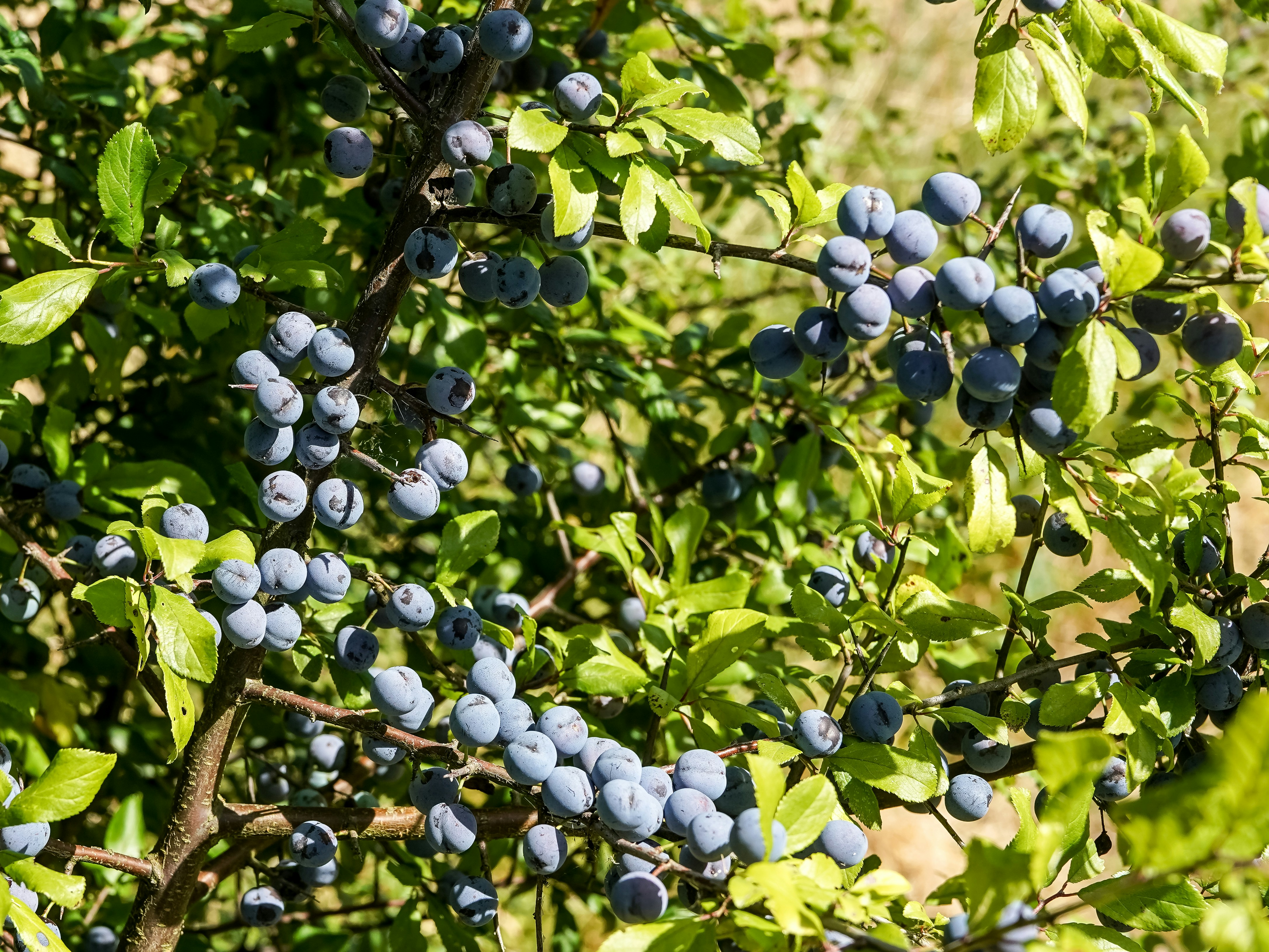 Blueberry Bounty: sunlit clusters on a lush green canopy