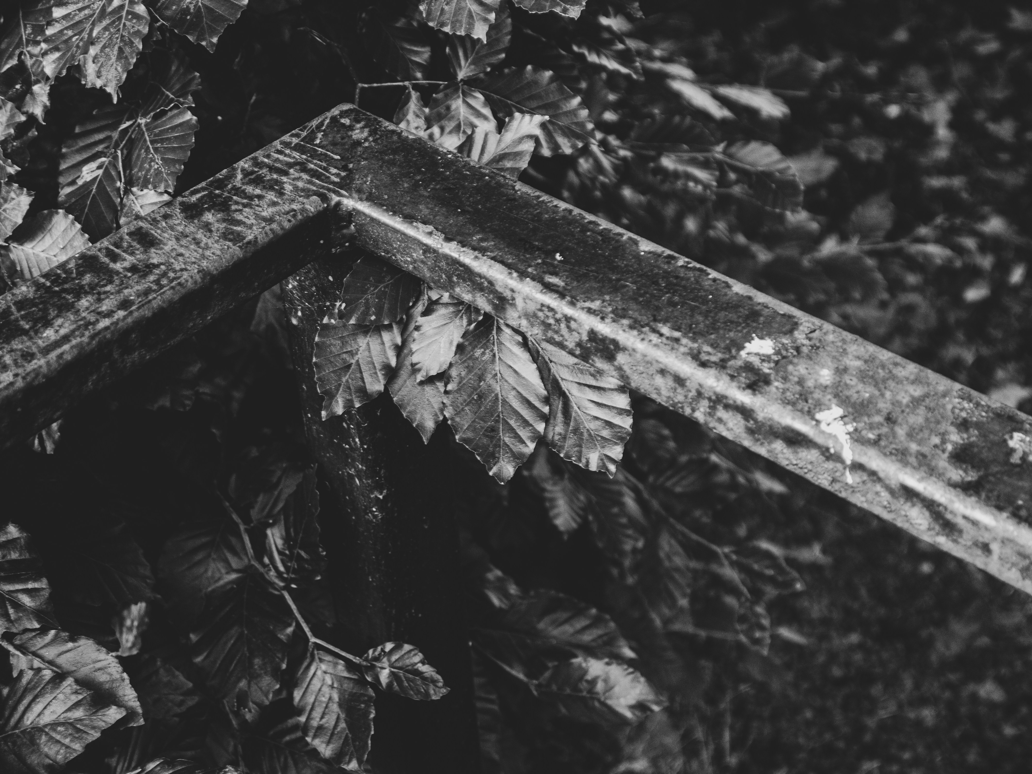 Weathered railing slicing through a leaf-veiled stairwell