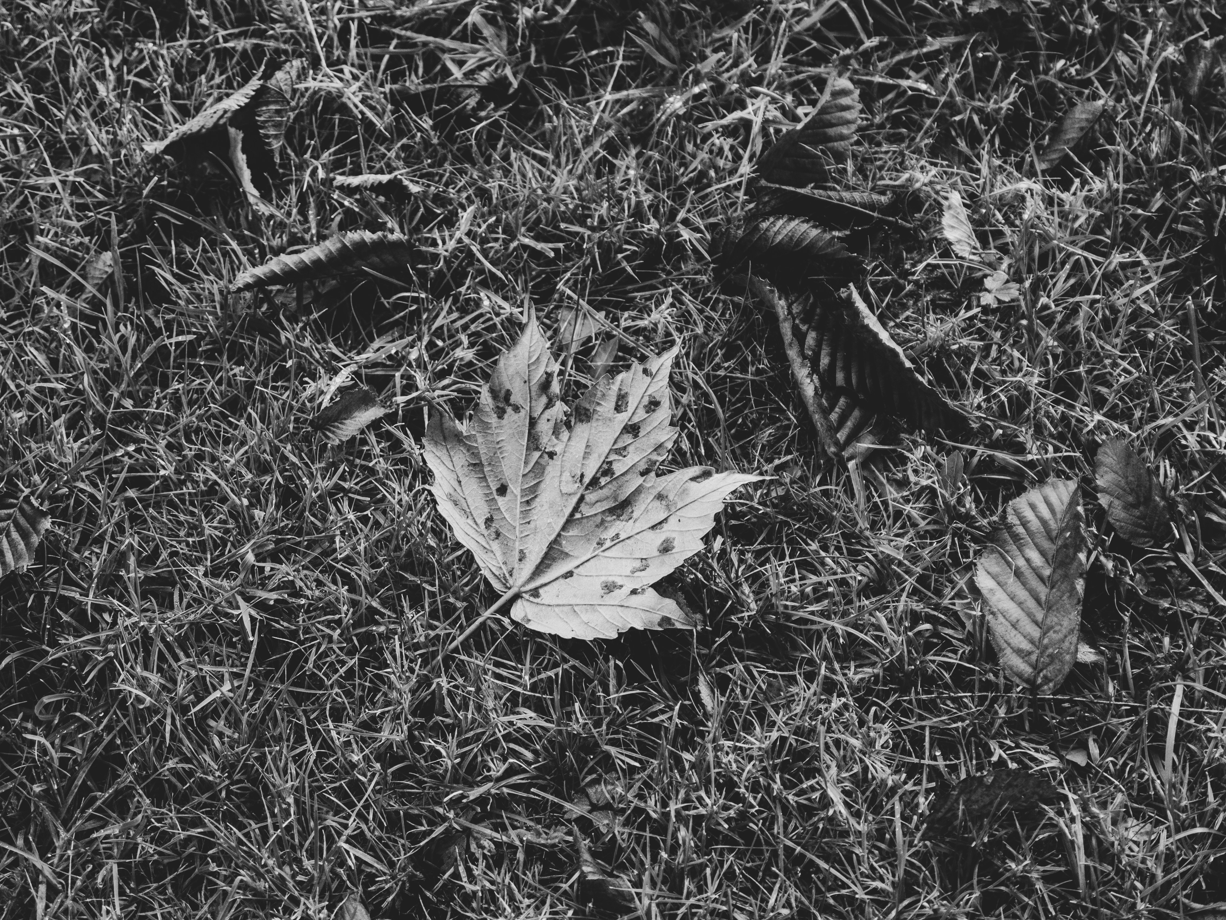 Single Leaf Among Blades: A Quiet grayscale vignette