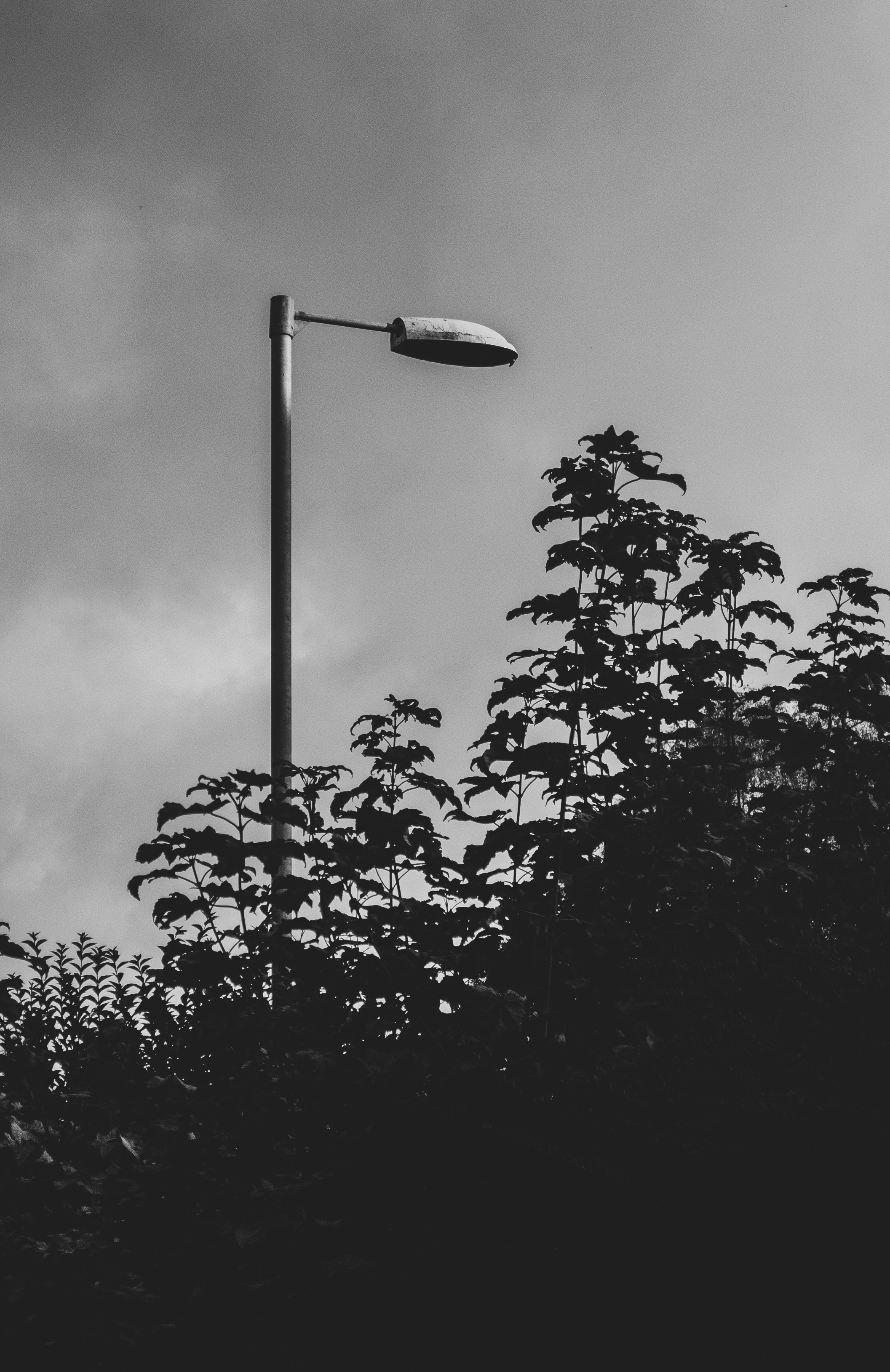 A solitary street lamp rises above dense, dark foliage under a gray sky, rendered in black and white. This is a photographic study of contrast and urban isolation, likely a monochrome capture from a street scene.