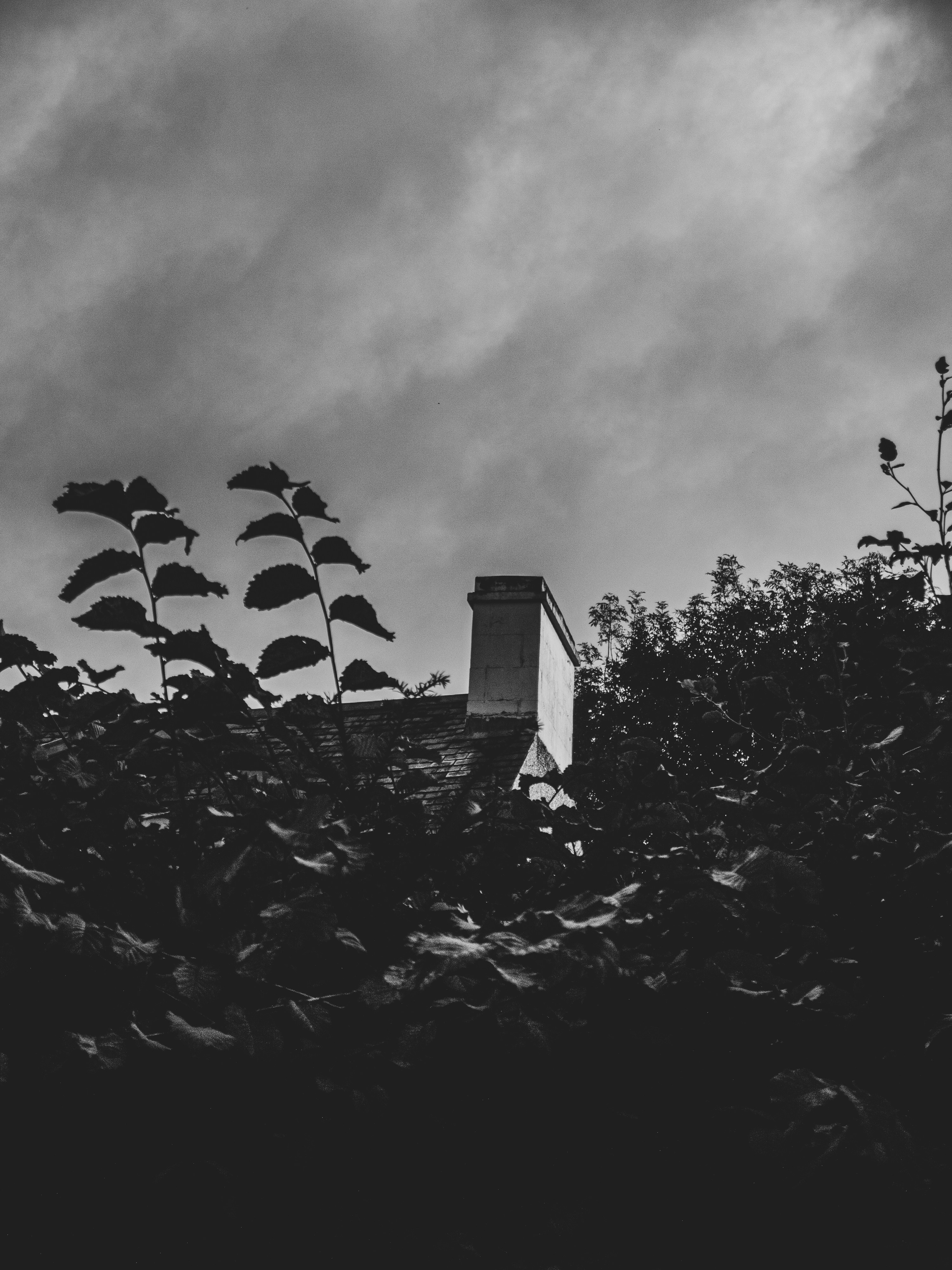 Monochrome scene of a cottage chimney peeking above dark foreground foliage under a cloudy sky. The image emphasizes silhouette and texture, suggesting a moody, atmospheric exterior shot.