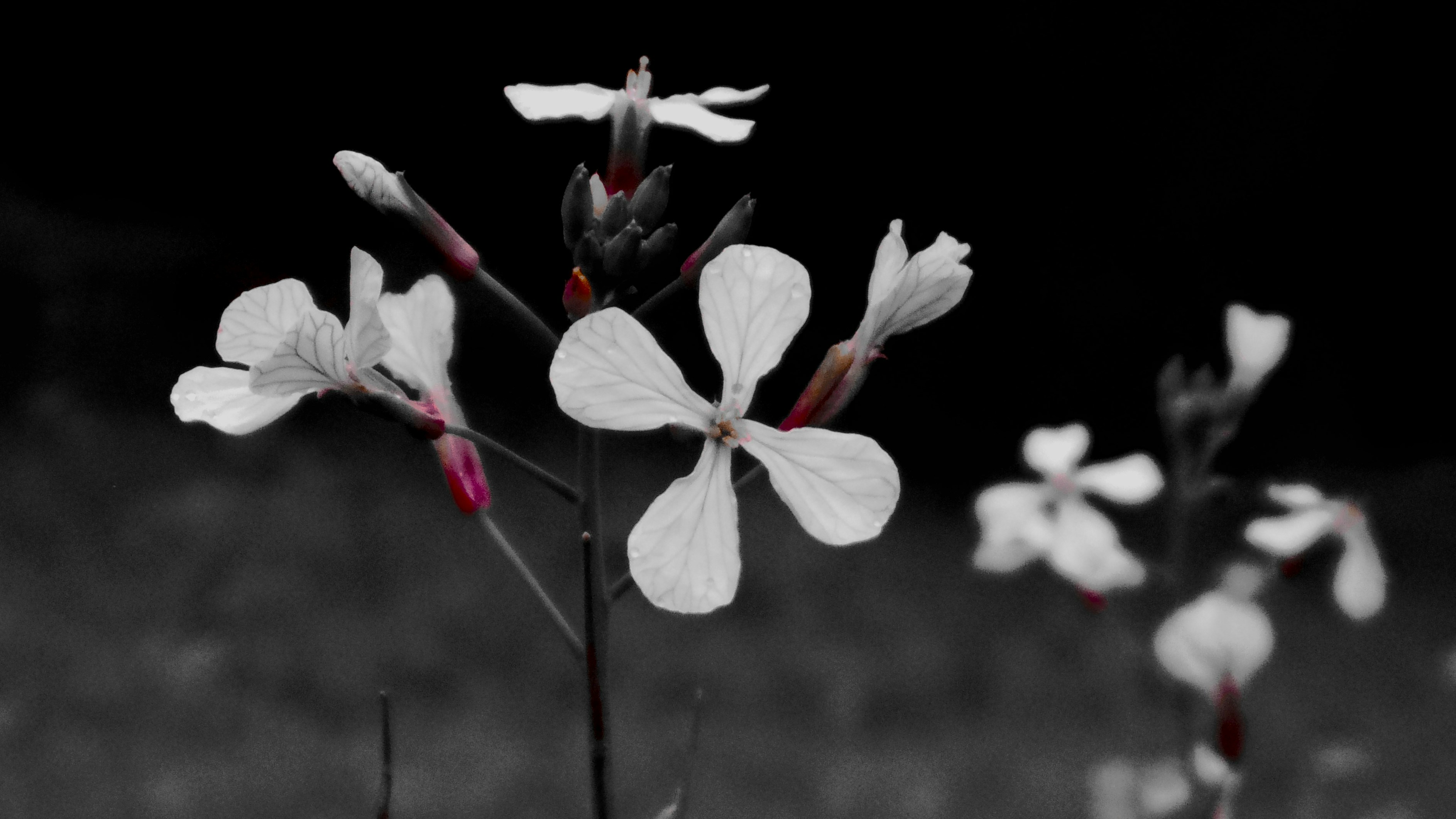 White blossoms stand stark against a dark background, with selective grayscale tones emphasizing delicate petals and subtle color hints at bud tips.
