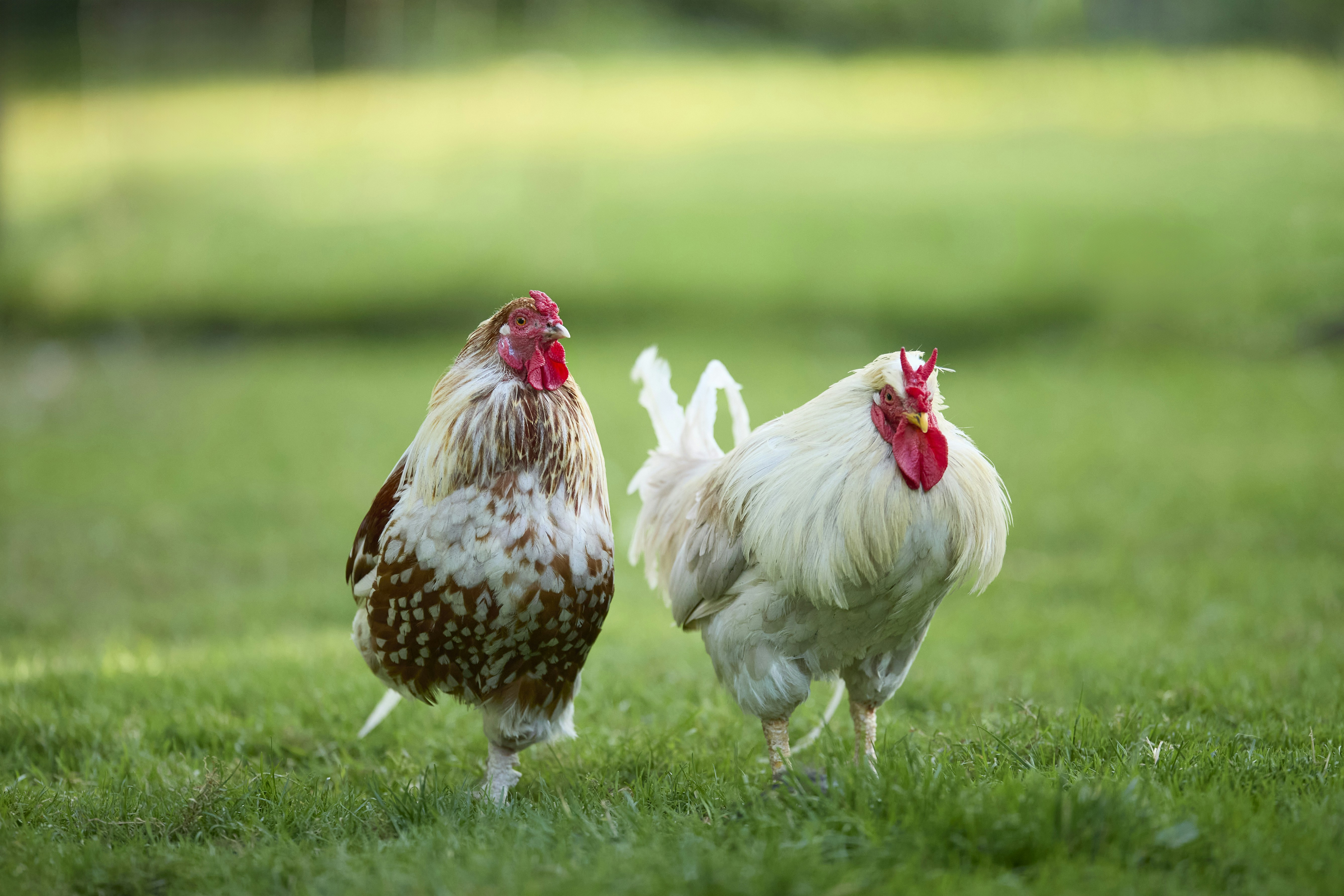 Two Roosters on a Sunlit Farm: Close Quarters in a Verdant Field