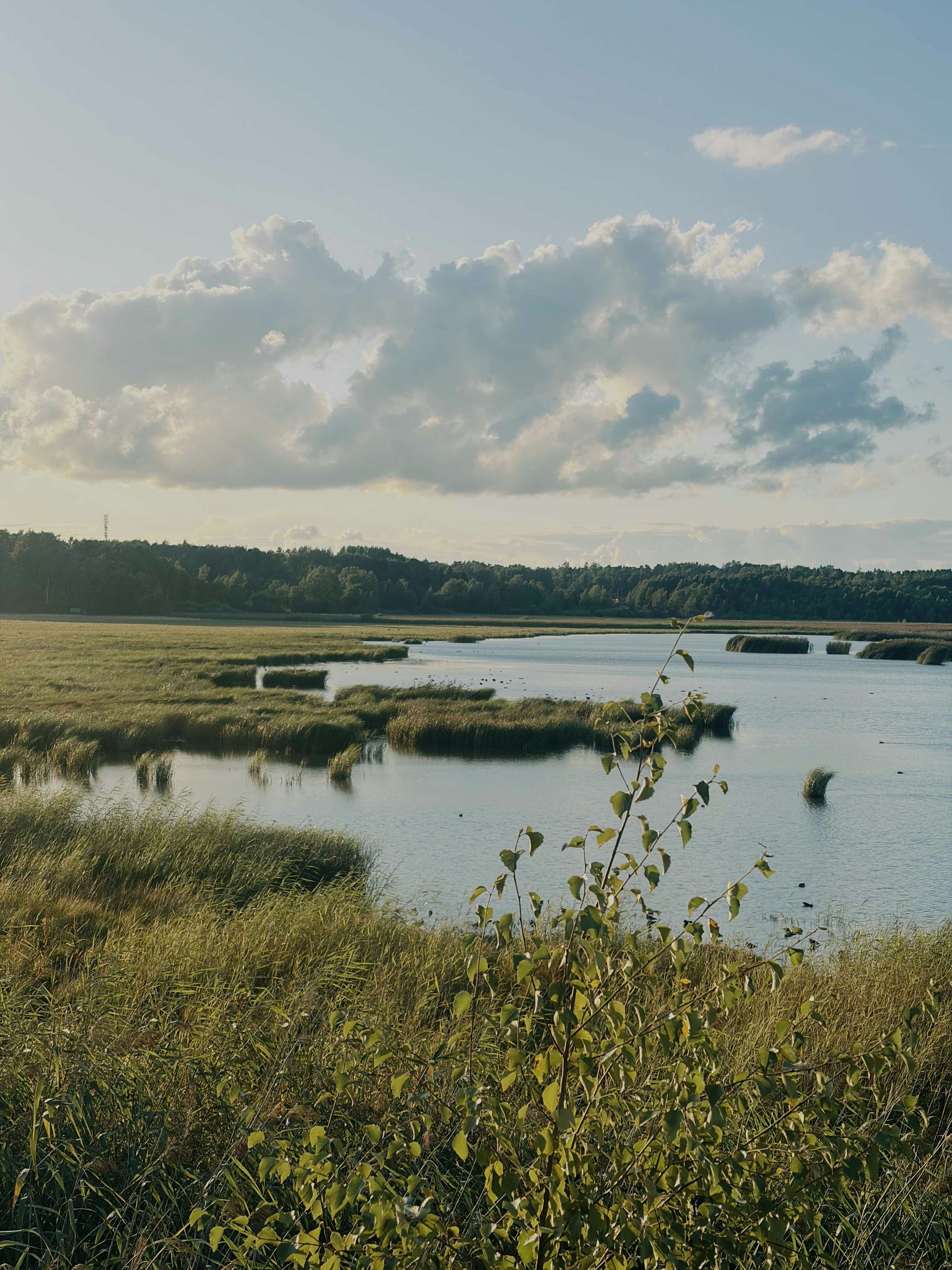 Wide river meadow with low-lying grasses and a distant tree line, under a bright sky; foreground plant and waterway give depth to a peaceful landscape.