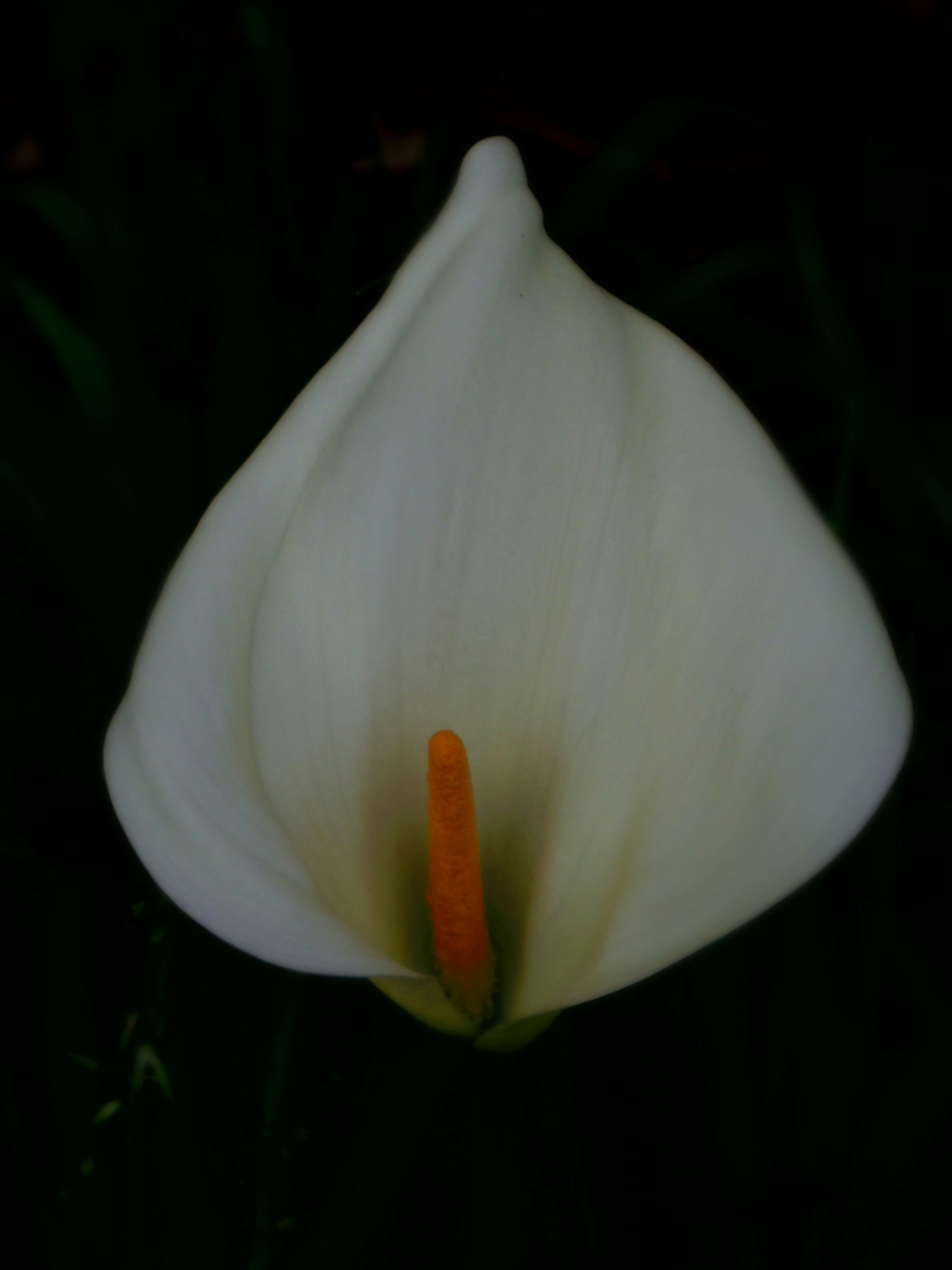 White calla lily bloom with orange spadix in dark garden