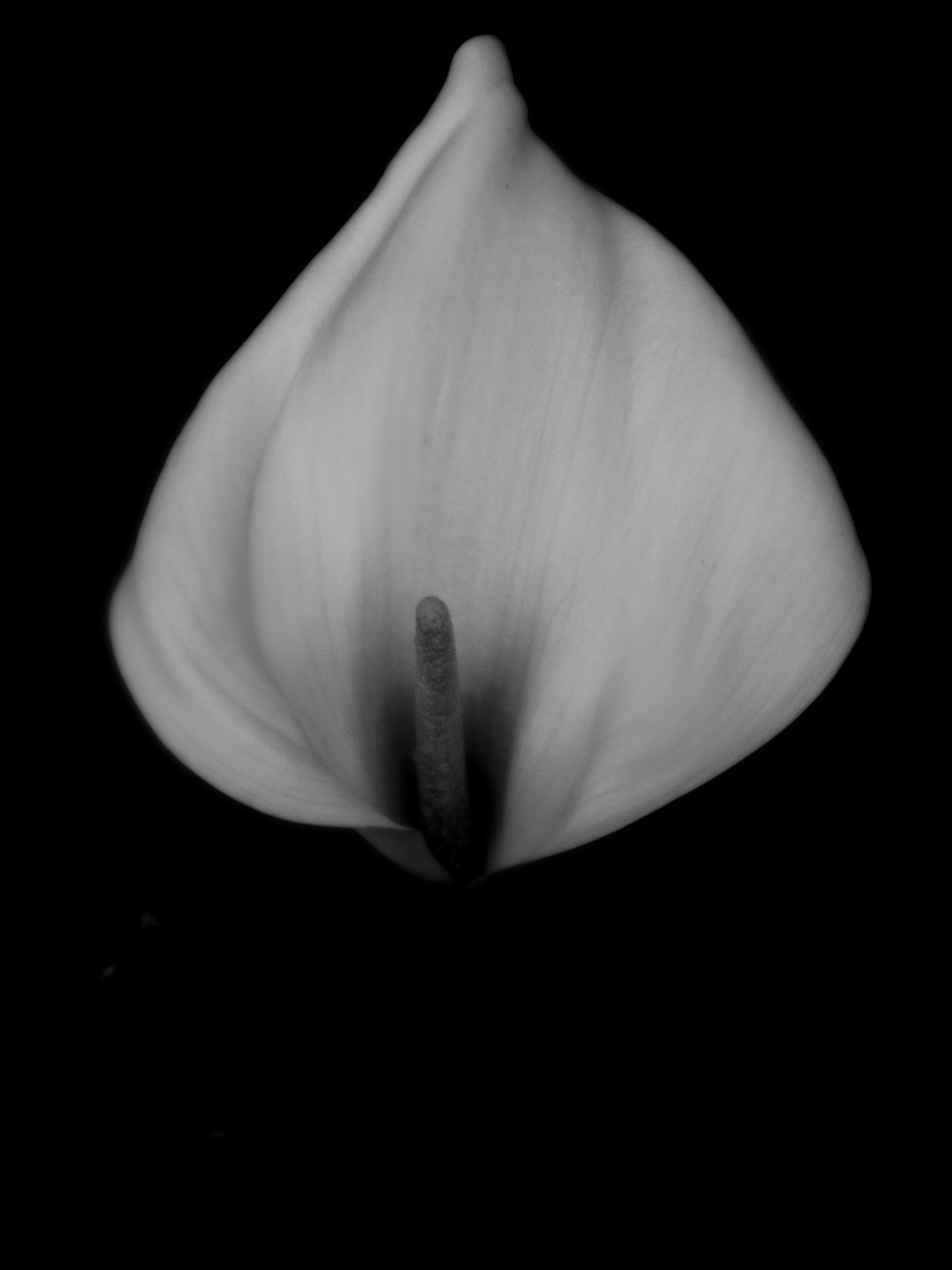 Midnight Bloom: A Single Petal in Sharp Focus