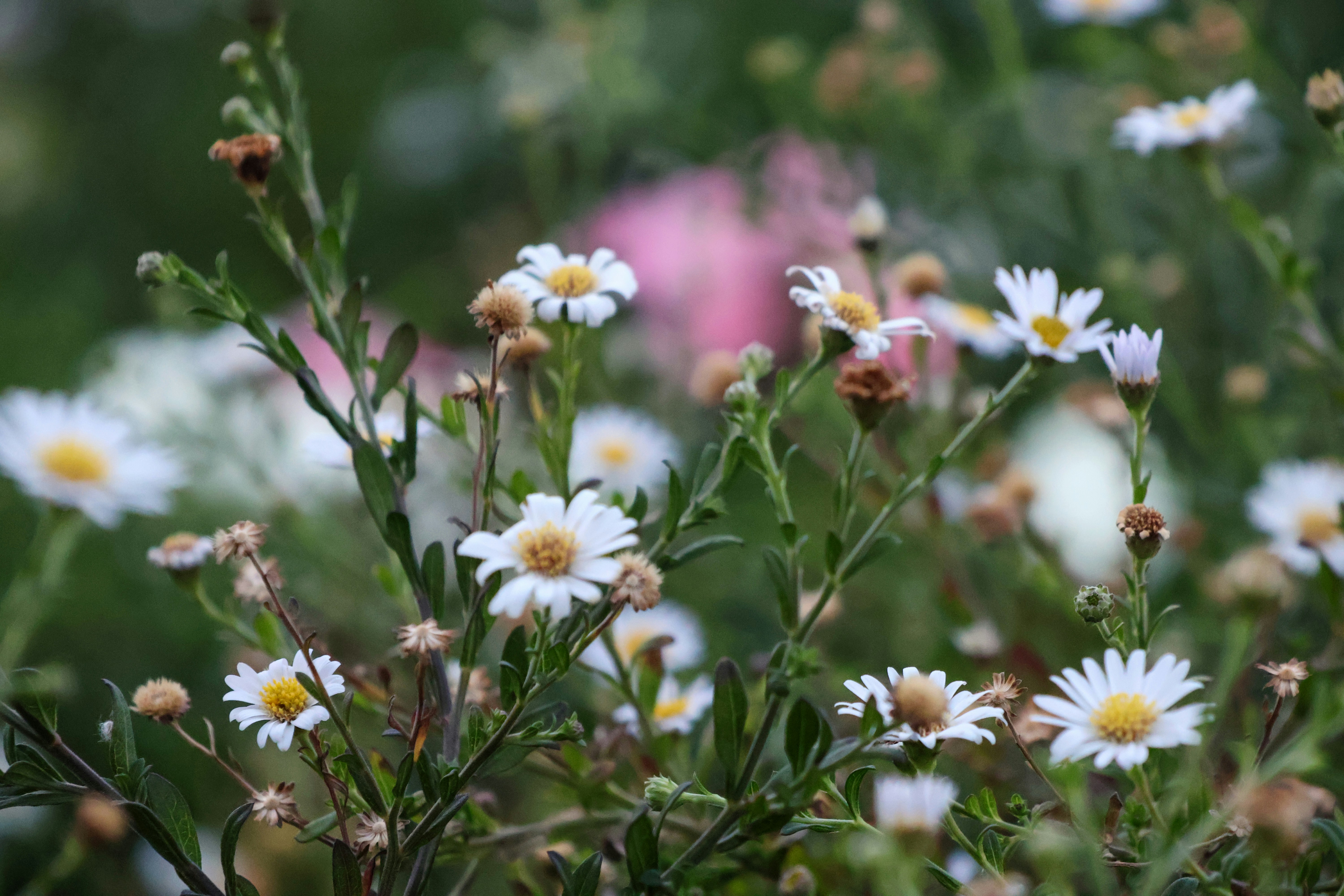 Field of White Daisies: Soft Focus in a Floral Garden