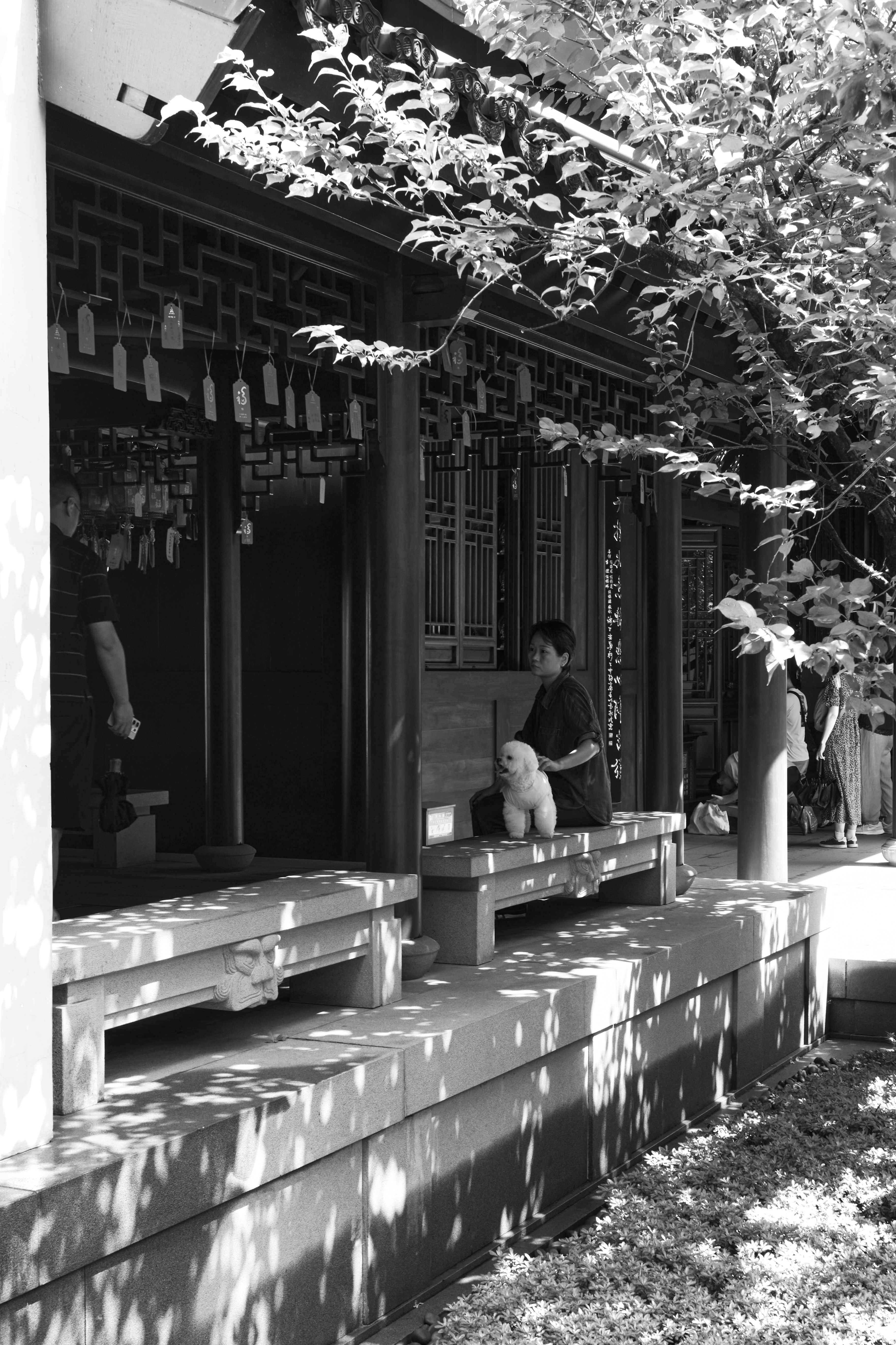 Quiet Moment on the Temple Steps with a Pet Dog