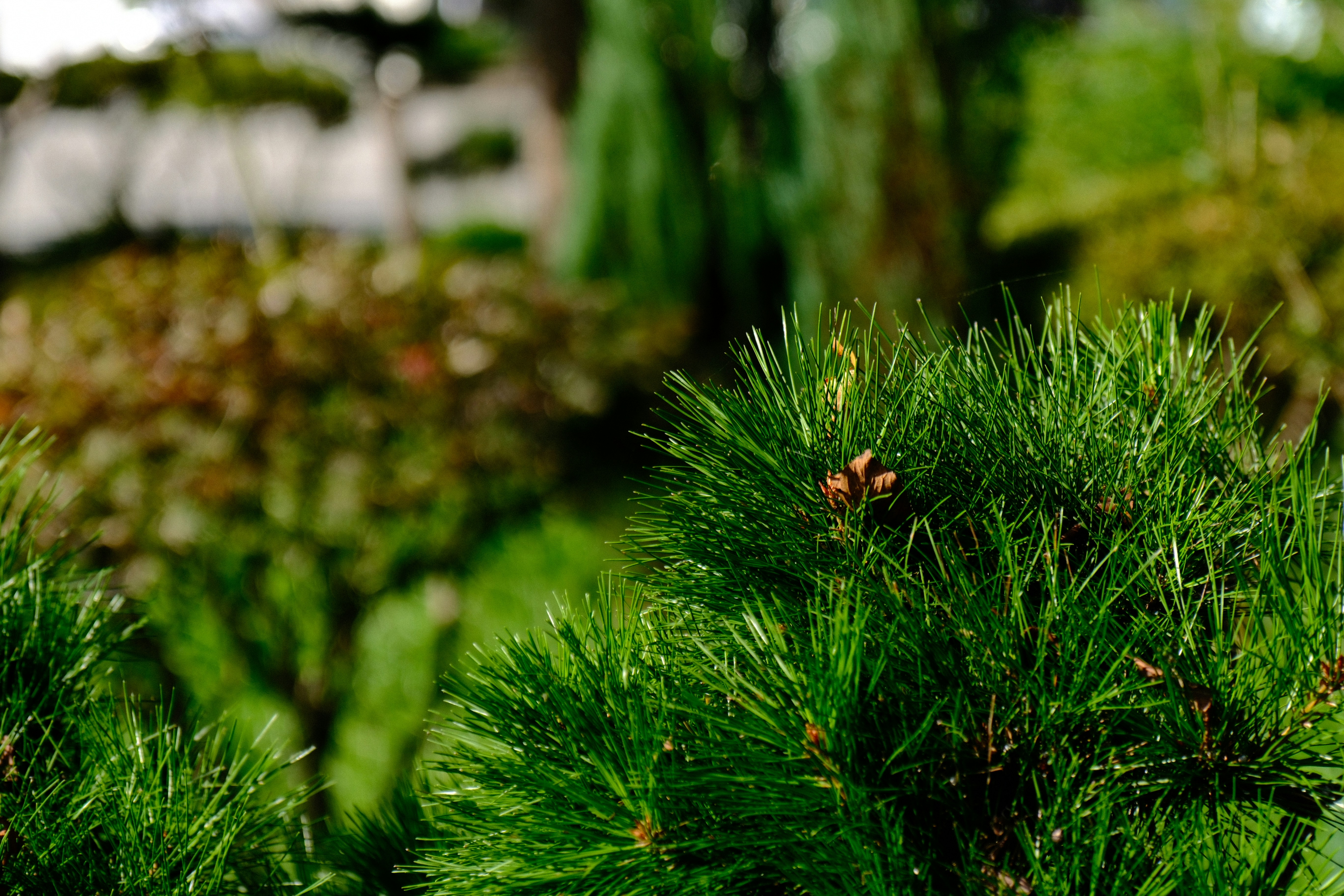 Emerald Pine Needle Close-Up with Hidden Pinecone