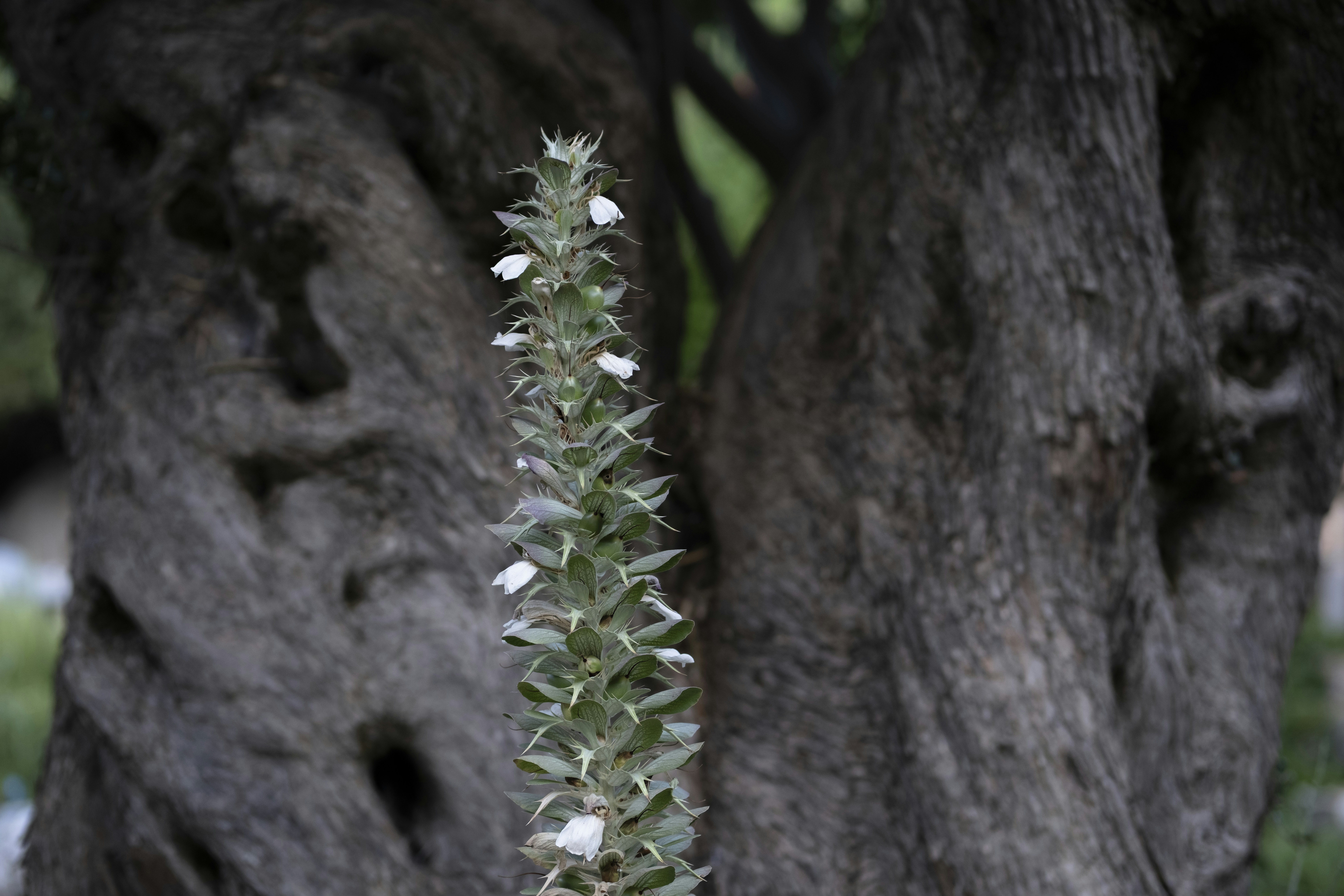 Tall White-tipped Spike Reaching Toward Shadowed Oaks