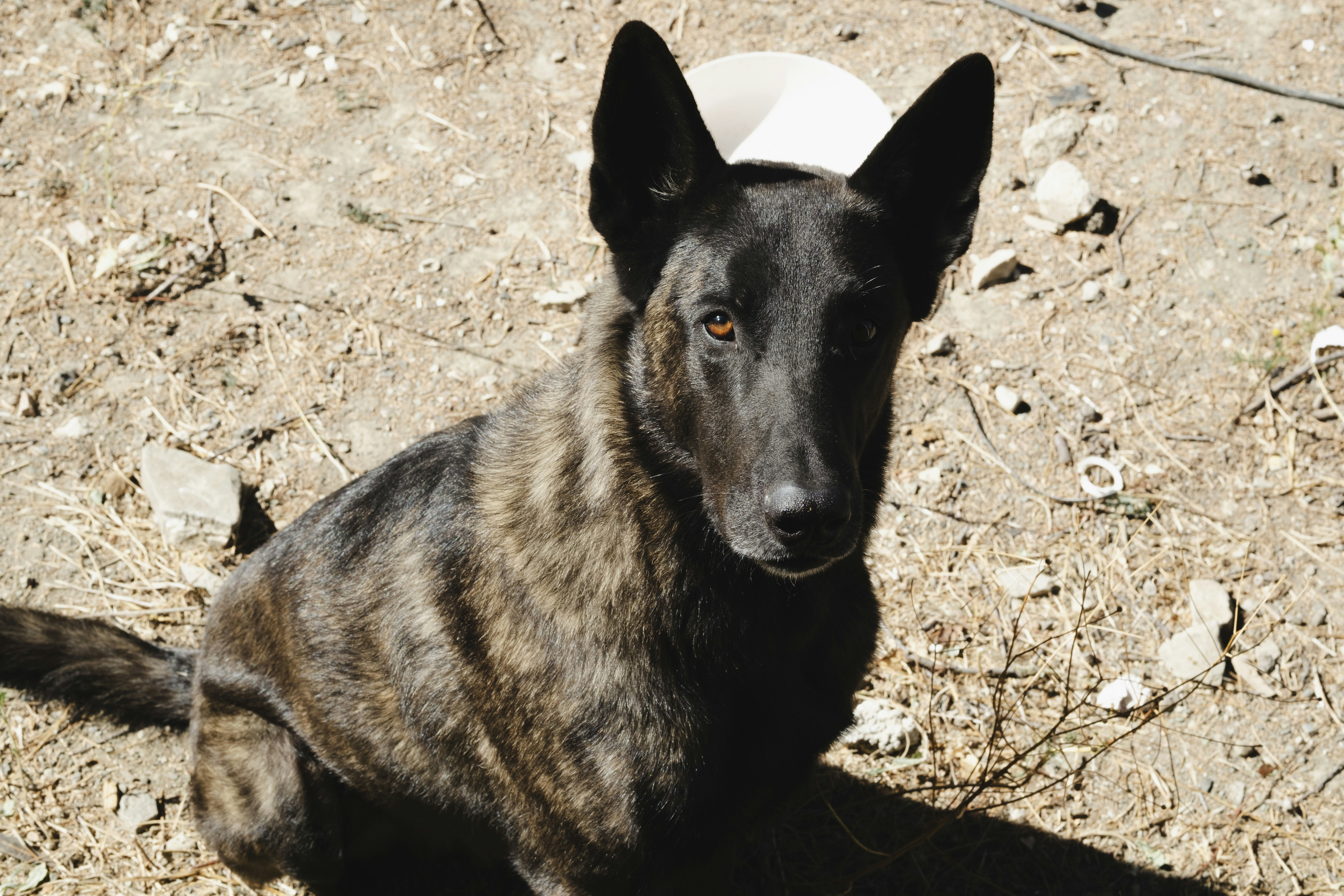 Midday Stillness: A Black Malinois Peers Into the Light