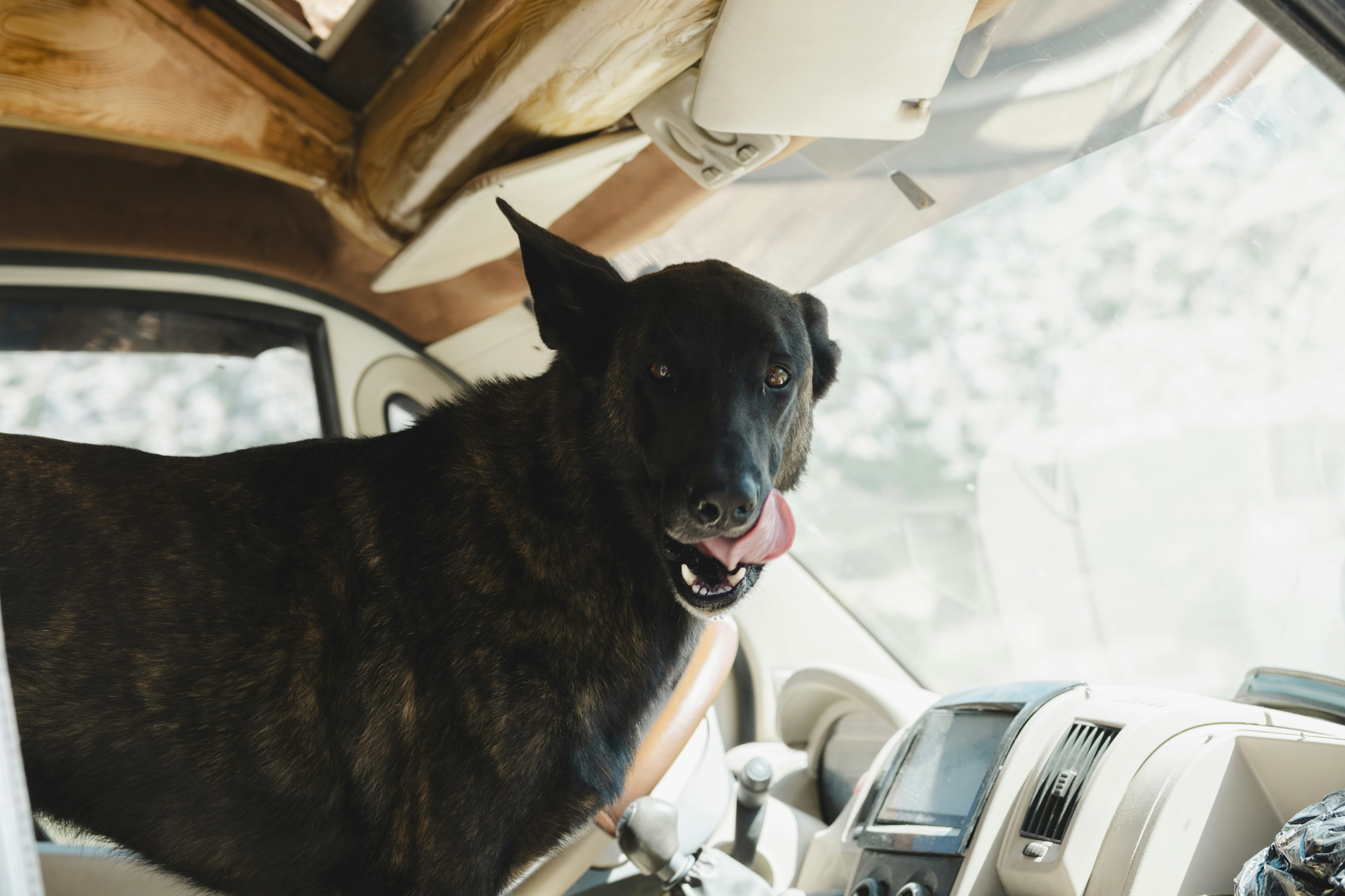 Co-pilot of the Cabin: A Barking Adventurer in the Driver’s Seat