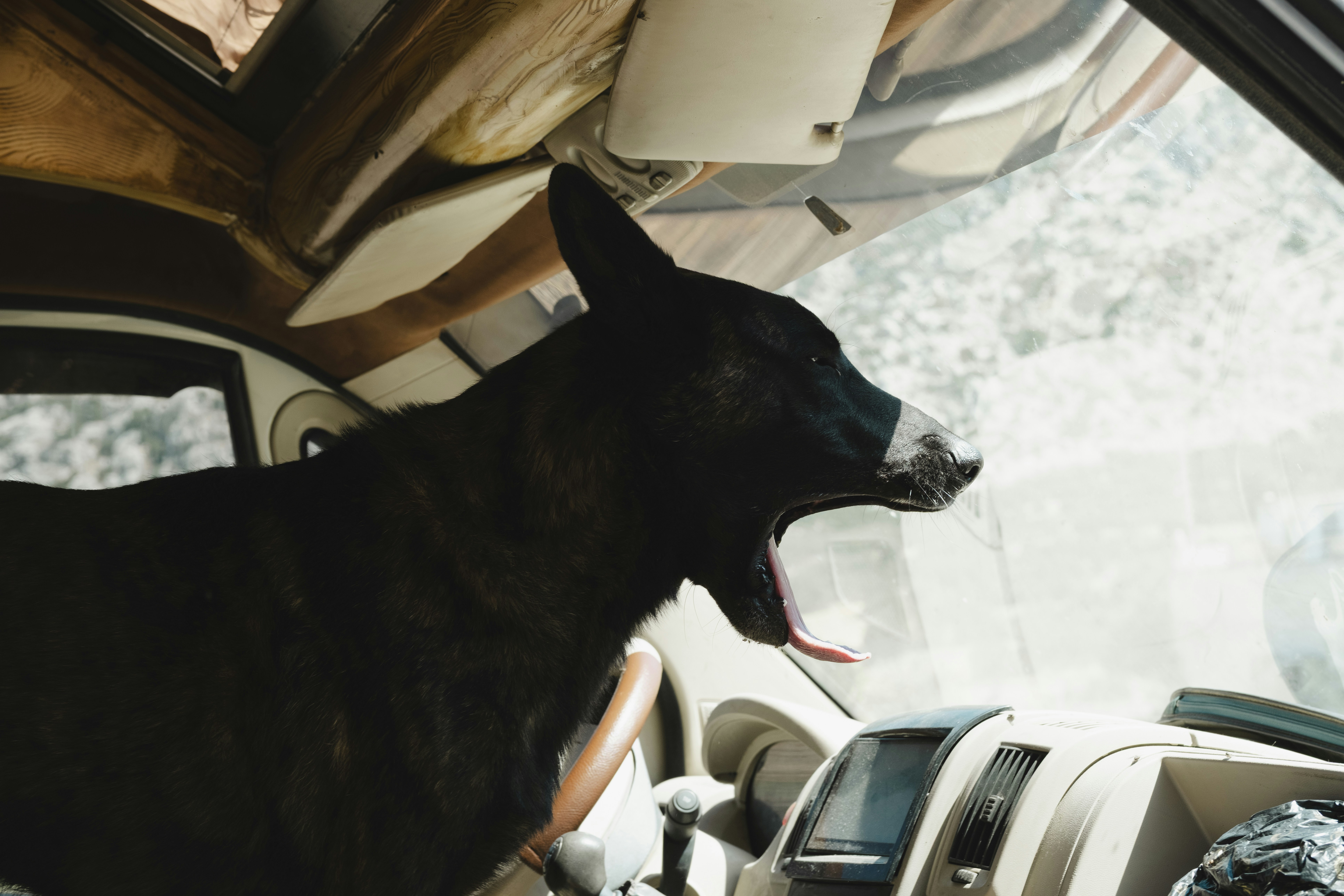 Roaring Warning: A Barking Co-pilot Surges from the Driver's Seat