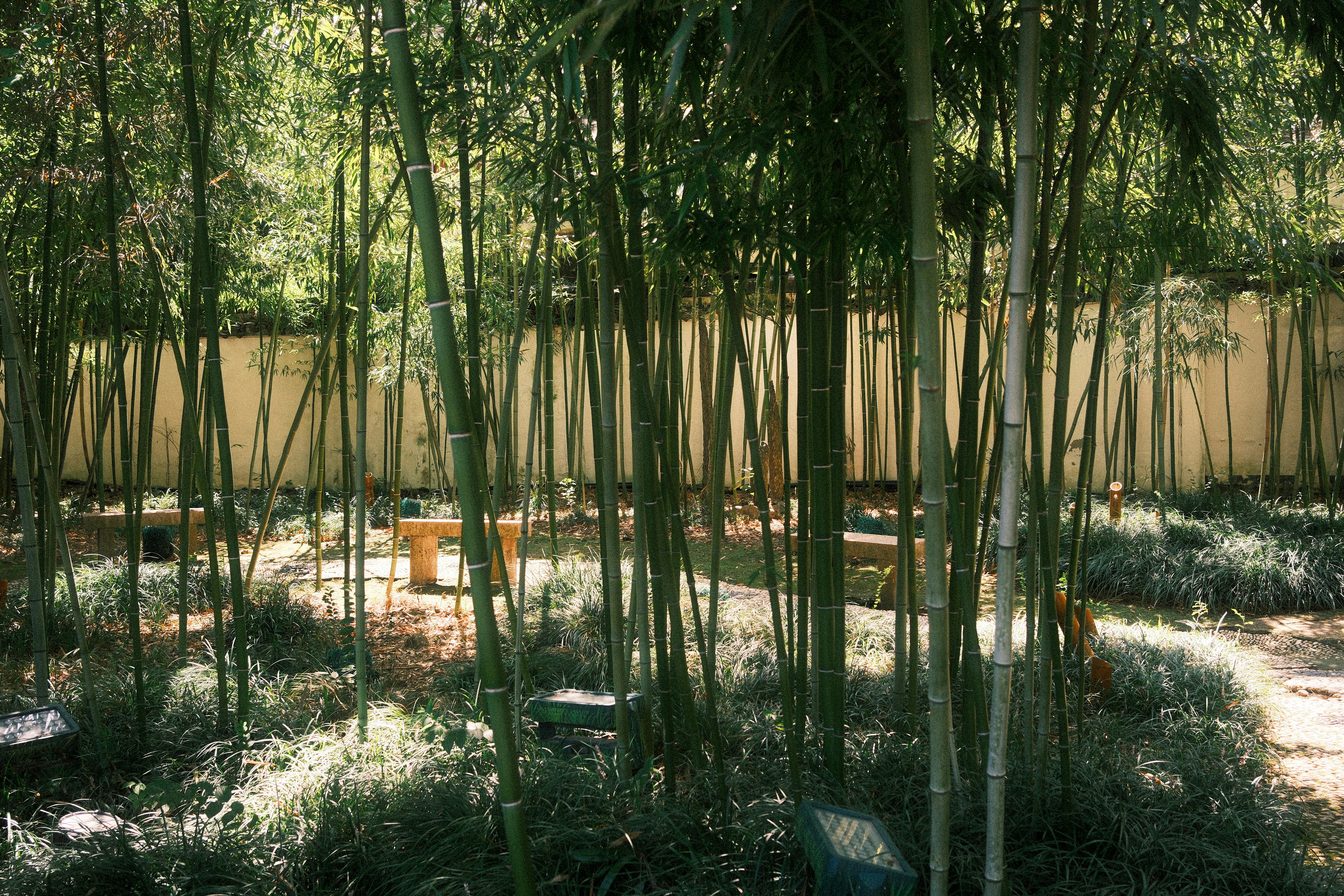 Whispers of Bamboo: Sunlit Path Through a Quiet Garden Corridor