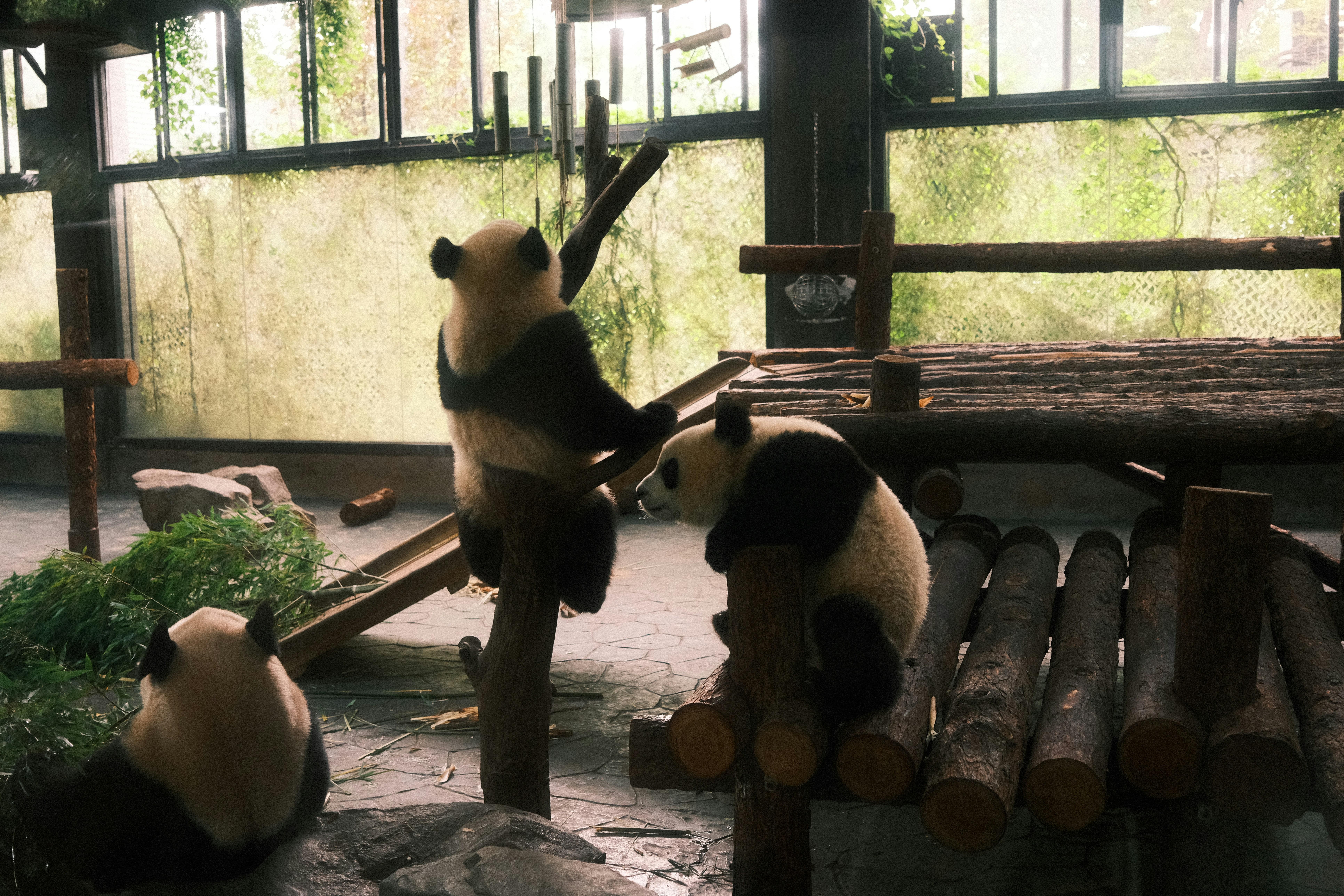 Pandas at Play: Three Curious Gentle Giants in a Log-Raft Habitat