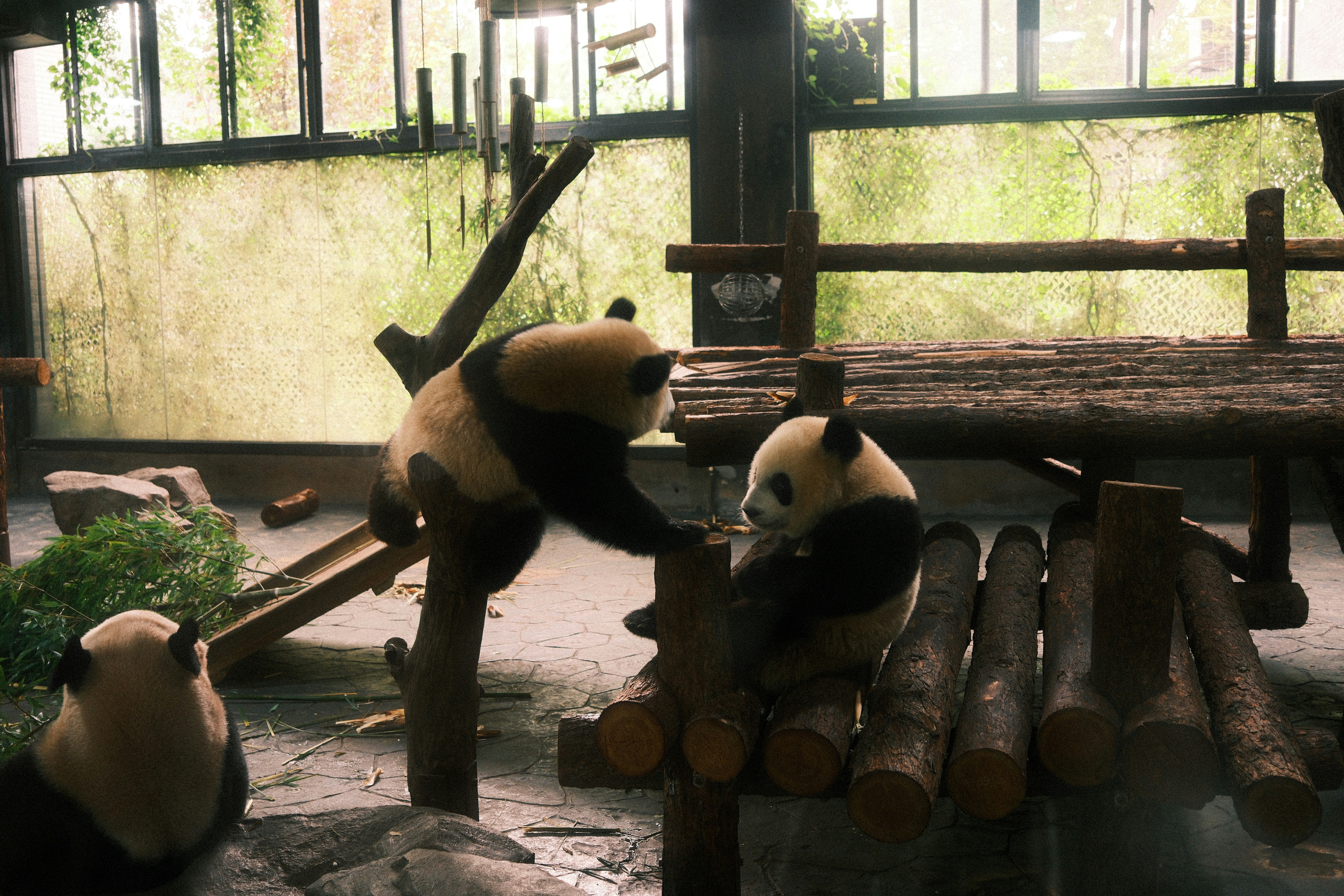 Pandas at Play: A Trio of Black-and-White Diligence in a Log-Bridge Habitat