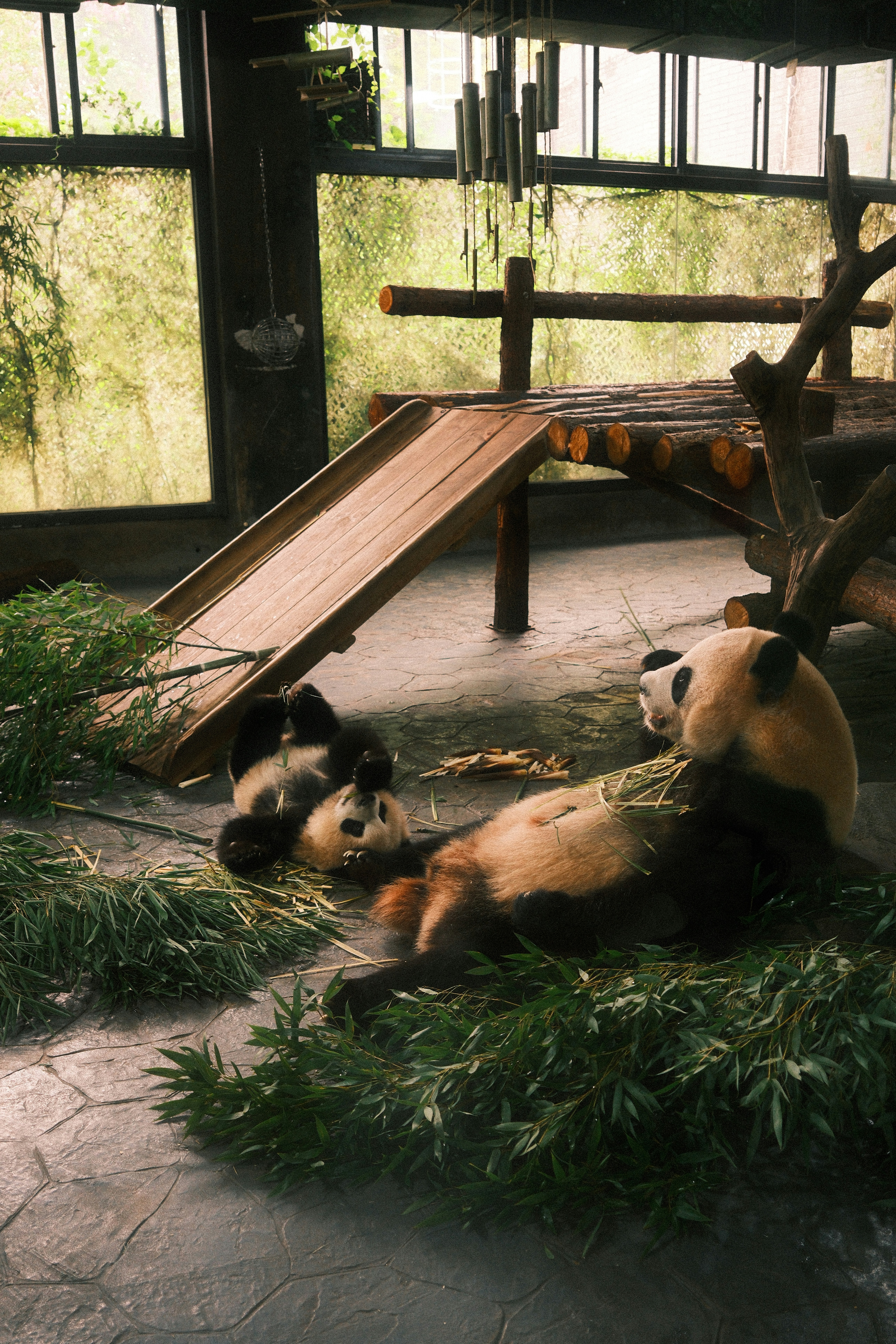 Panda Family Breaktime in a Woodsy Enclosure