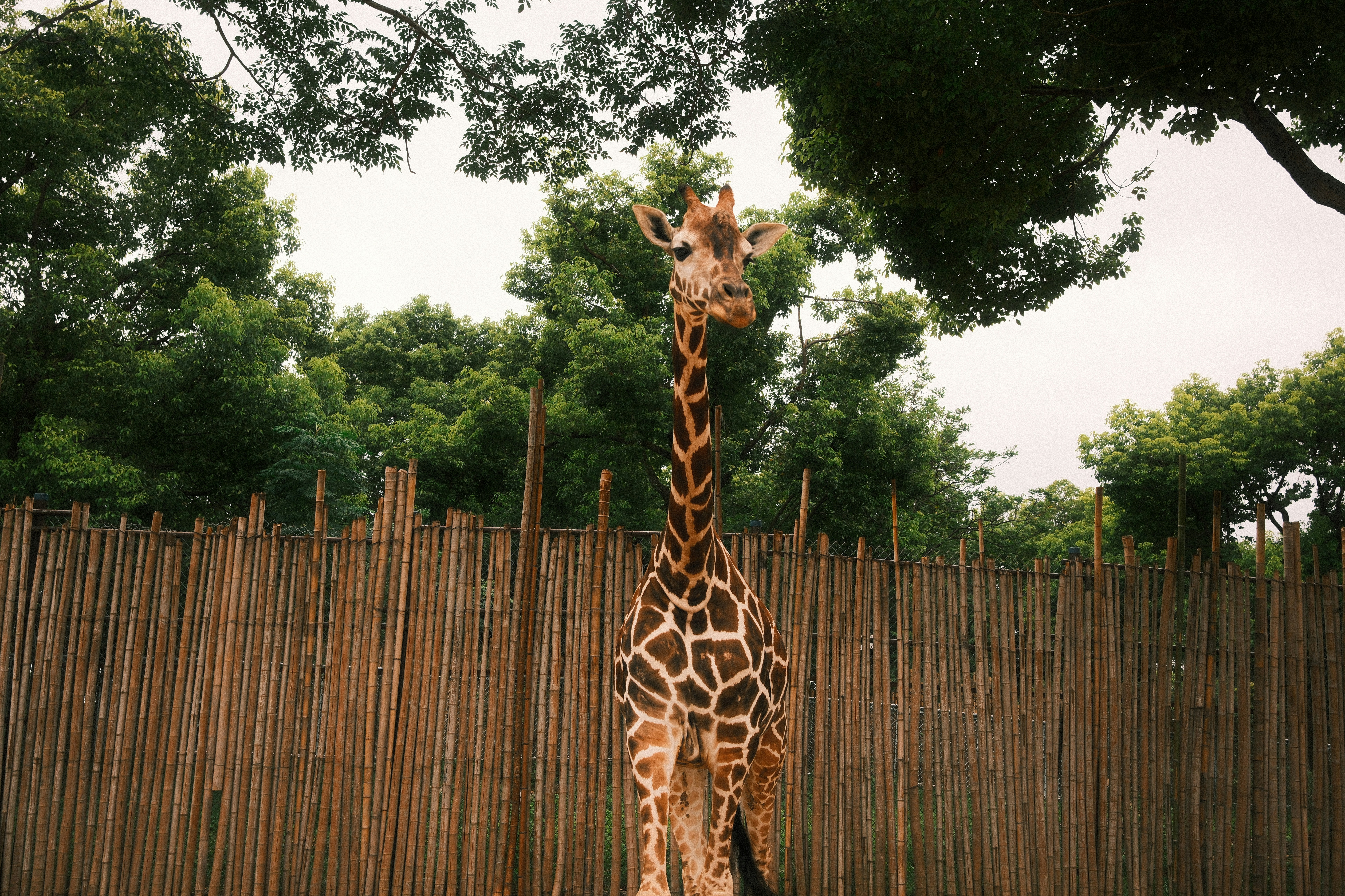 Giraffe stands tall behind a rustic wooden fence, surrounded by trees in a zoo-like enclosure. A simple, natural composition focusing on the animal and its height.