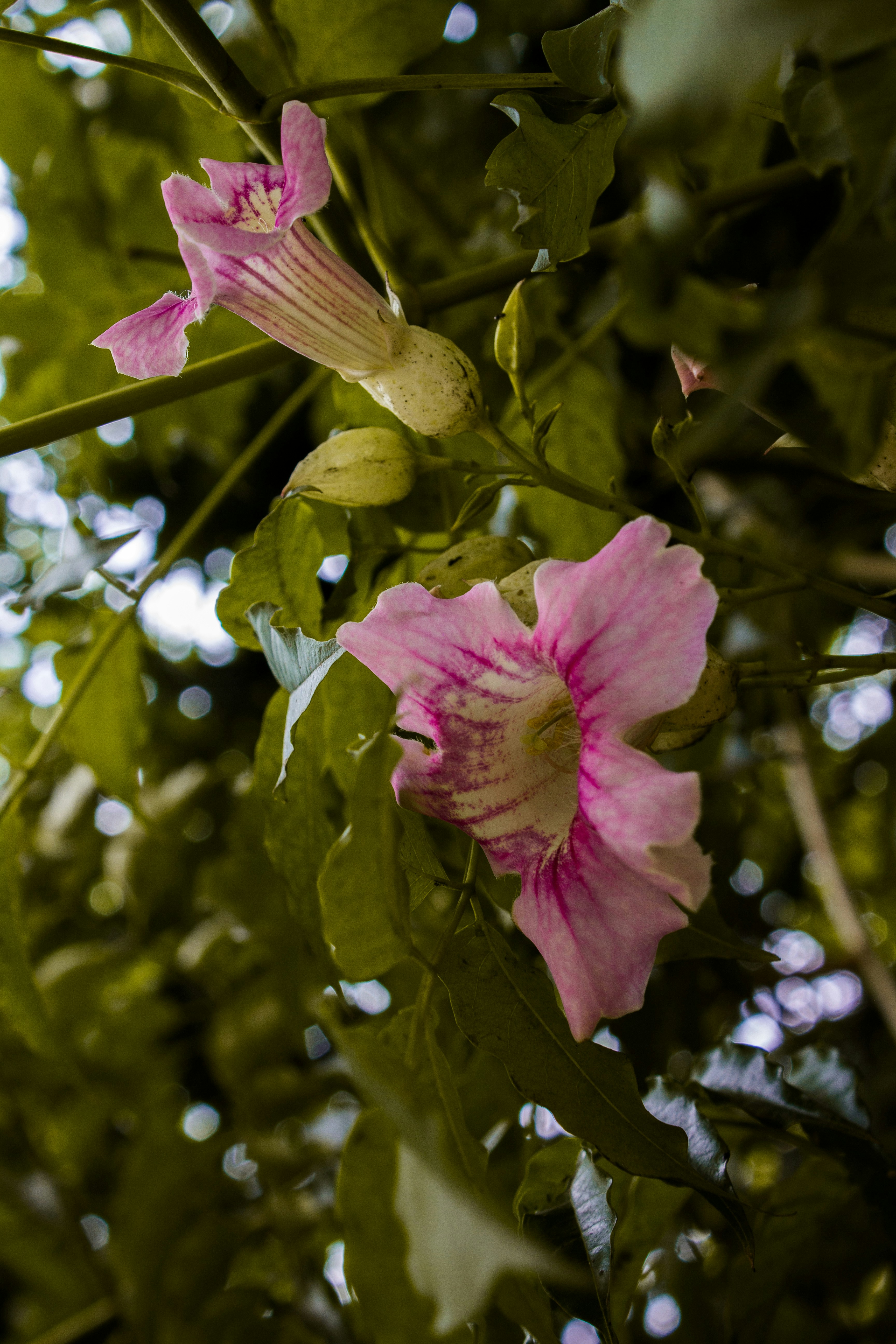 Pink and white trumpet-shaped flowers hanging among dark green leaves