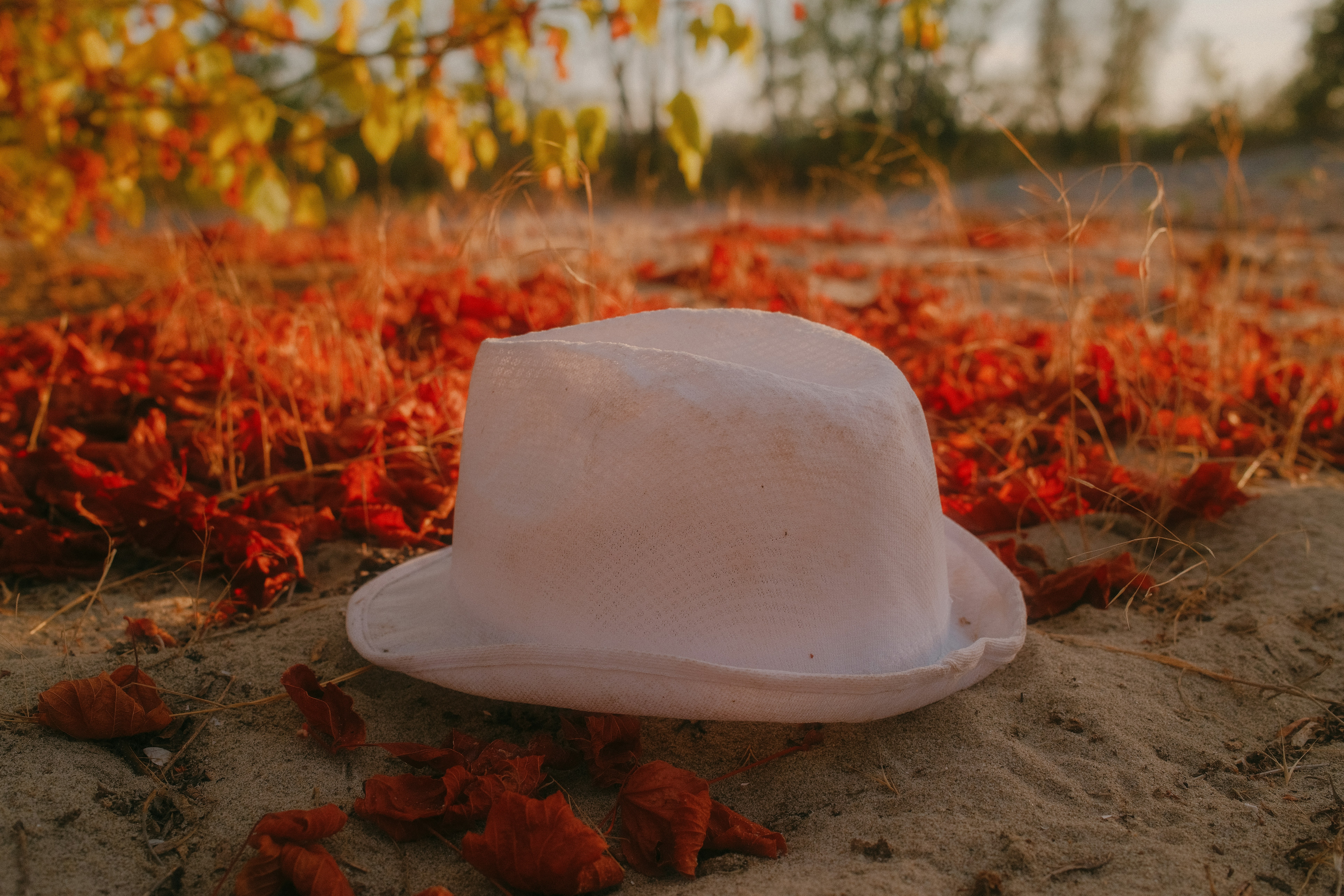 White hat resting among autumn embers on sandy ground