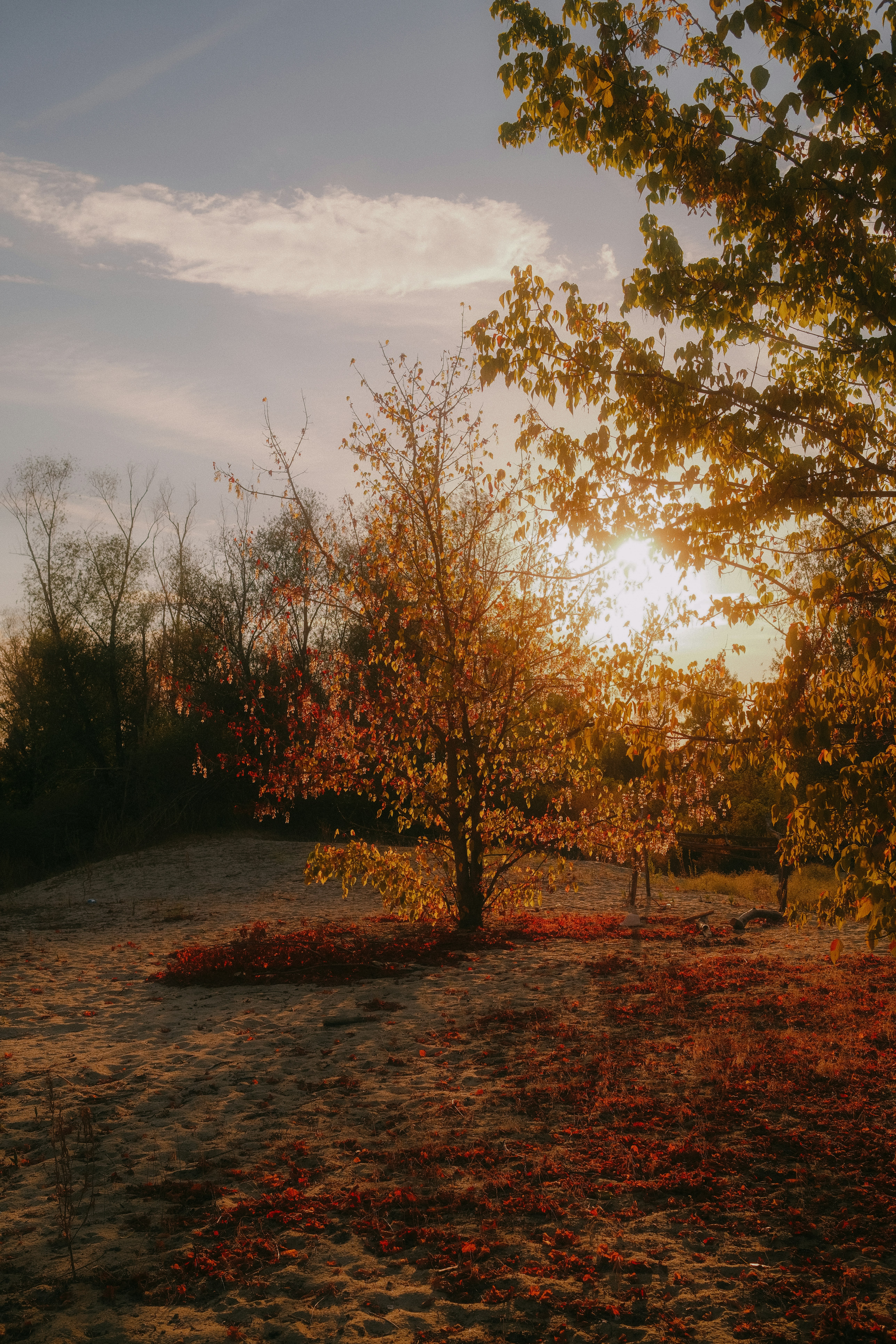 Sunlit Orchard at Dusk: A Golden Hour Moment Among Falling Leaves
