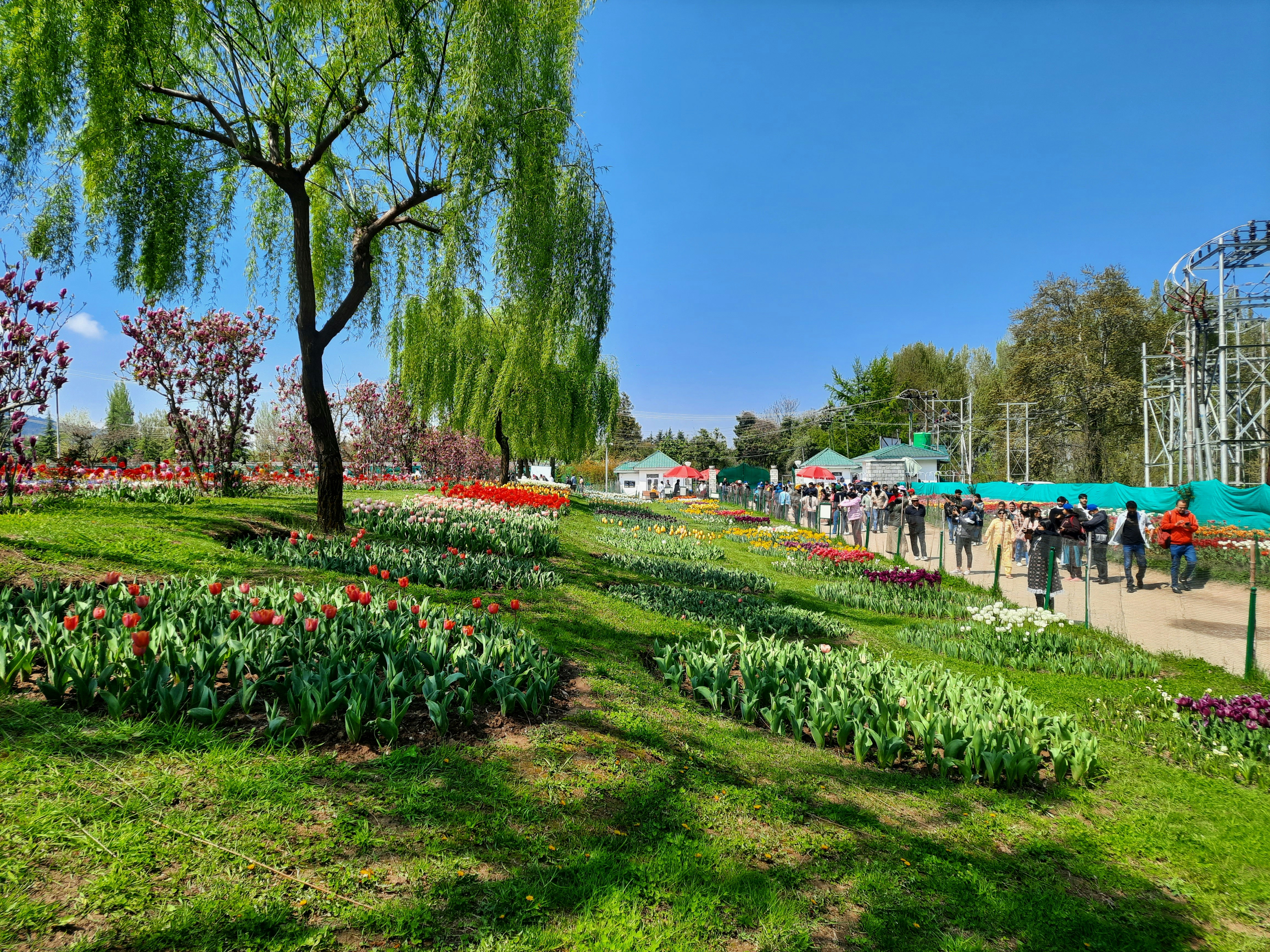 Sunlit Tulips and Laughing Visitors in a Petaled Park