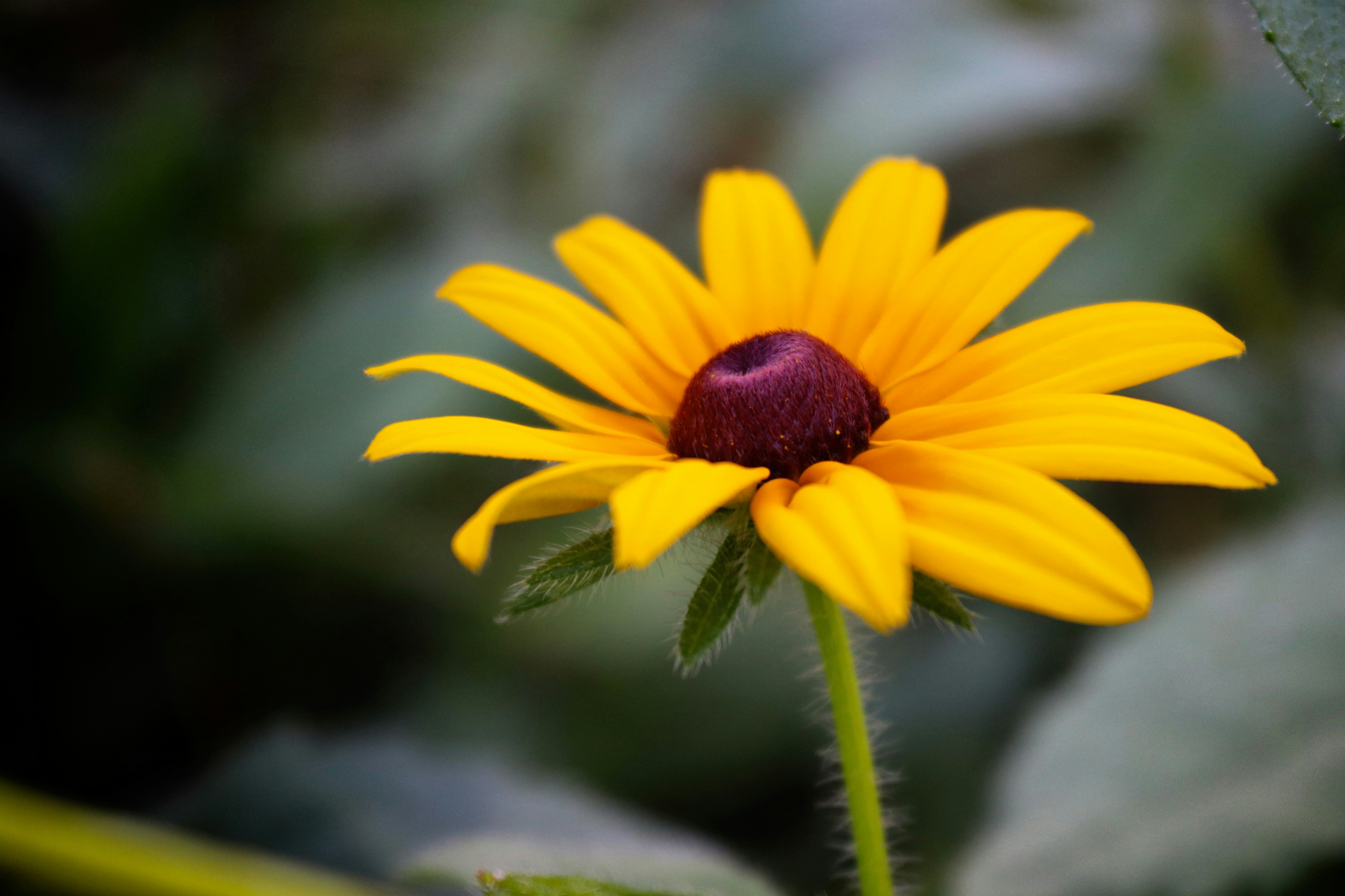 Sunny Core: A Bright Yellow Bloom Centered in Soft Focus