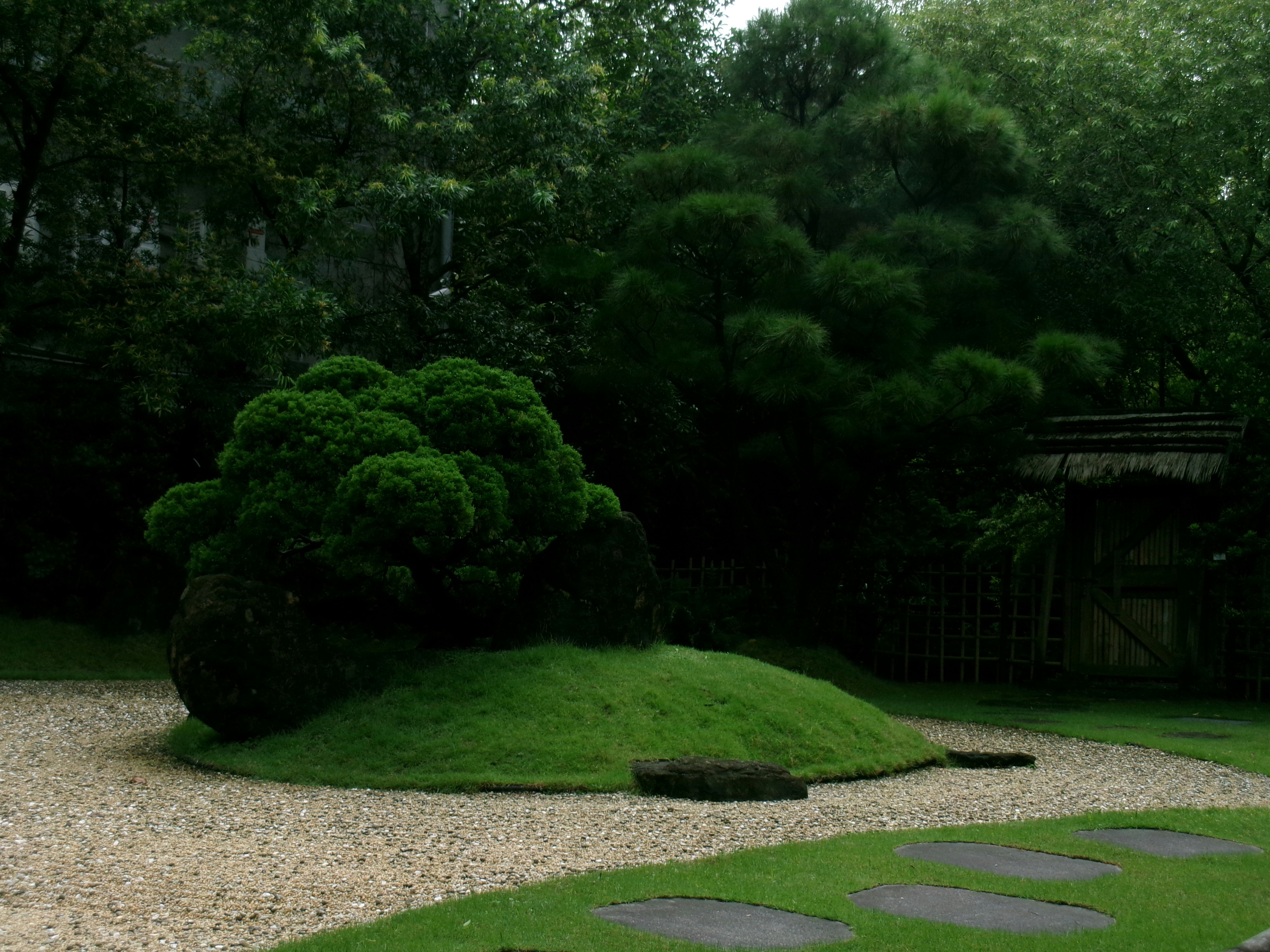 Tranquil Bonsai Mound in a Shaded Zen Yard