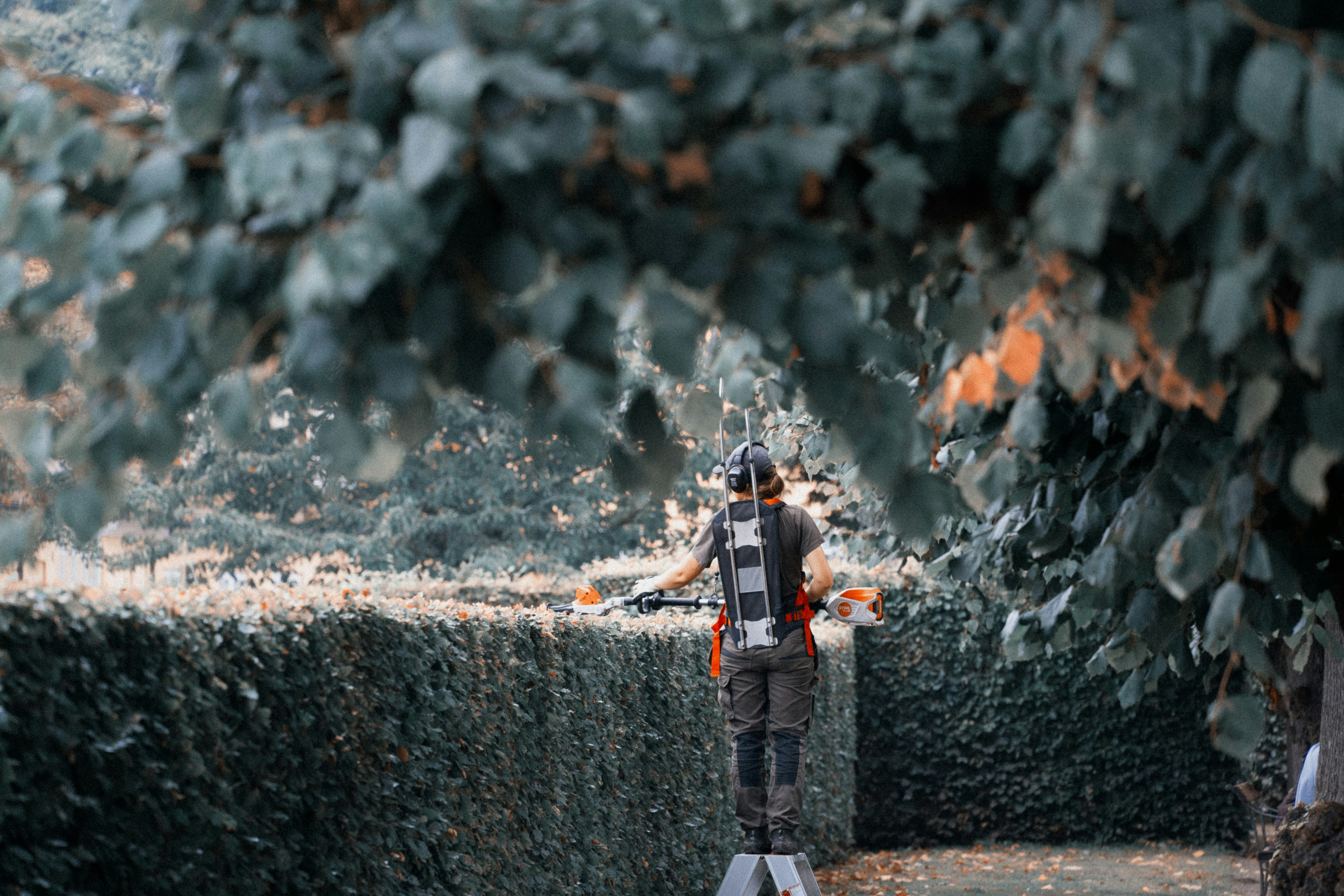 Gatekeeper on a Quiet Hedge: A Gardener Reaches the Summer Threshold