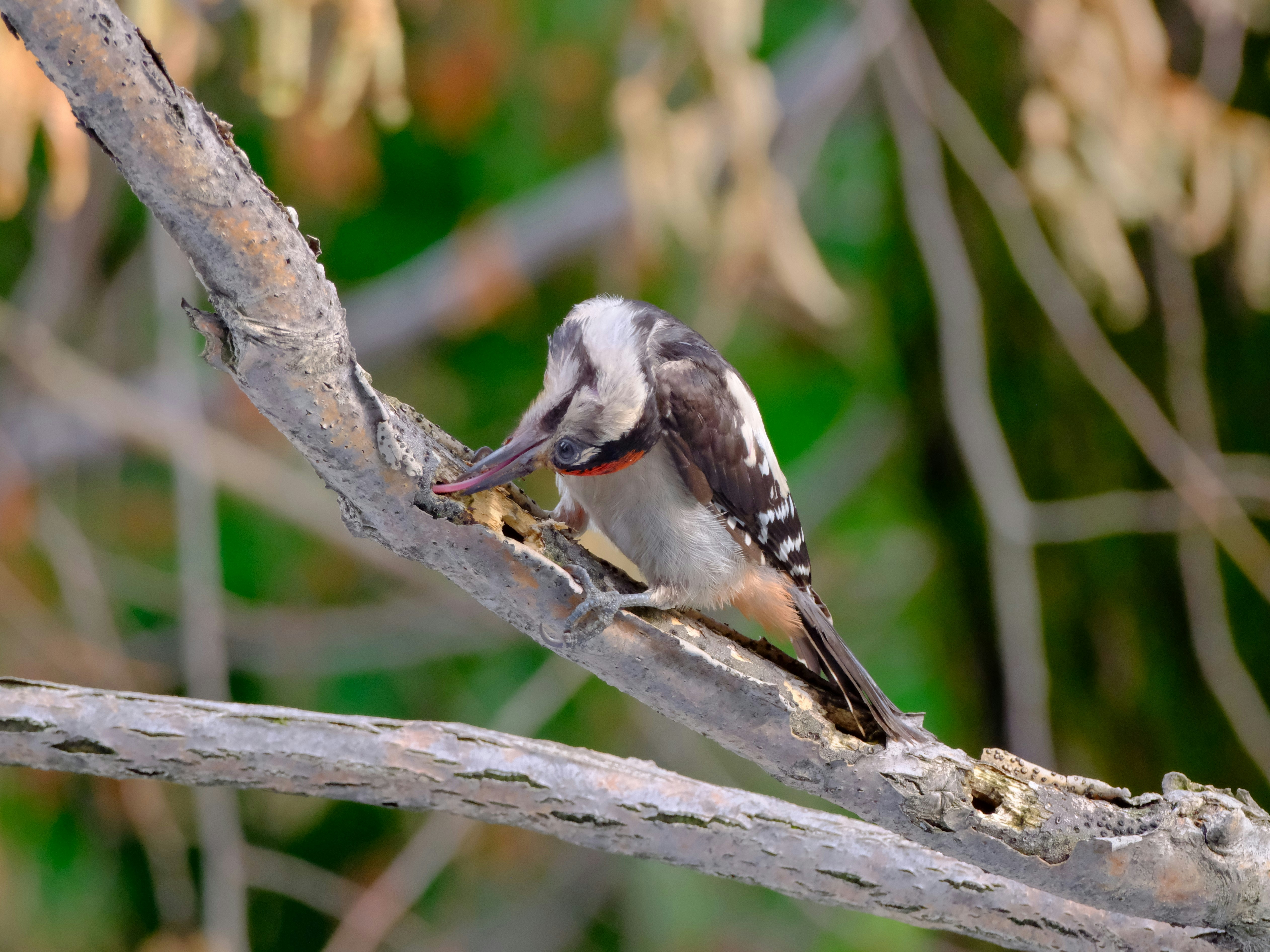 Perched Kingfisher: A Quiet Moment on the Weathered Branch