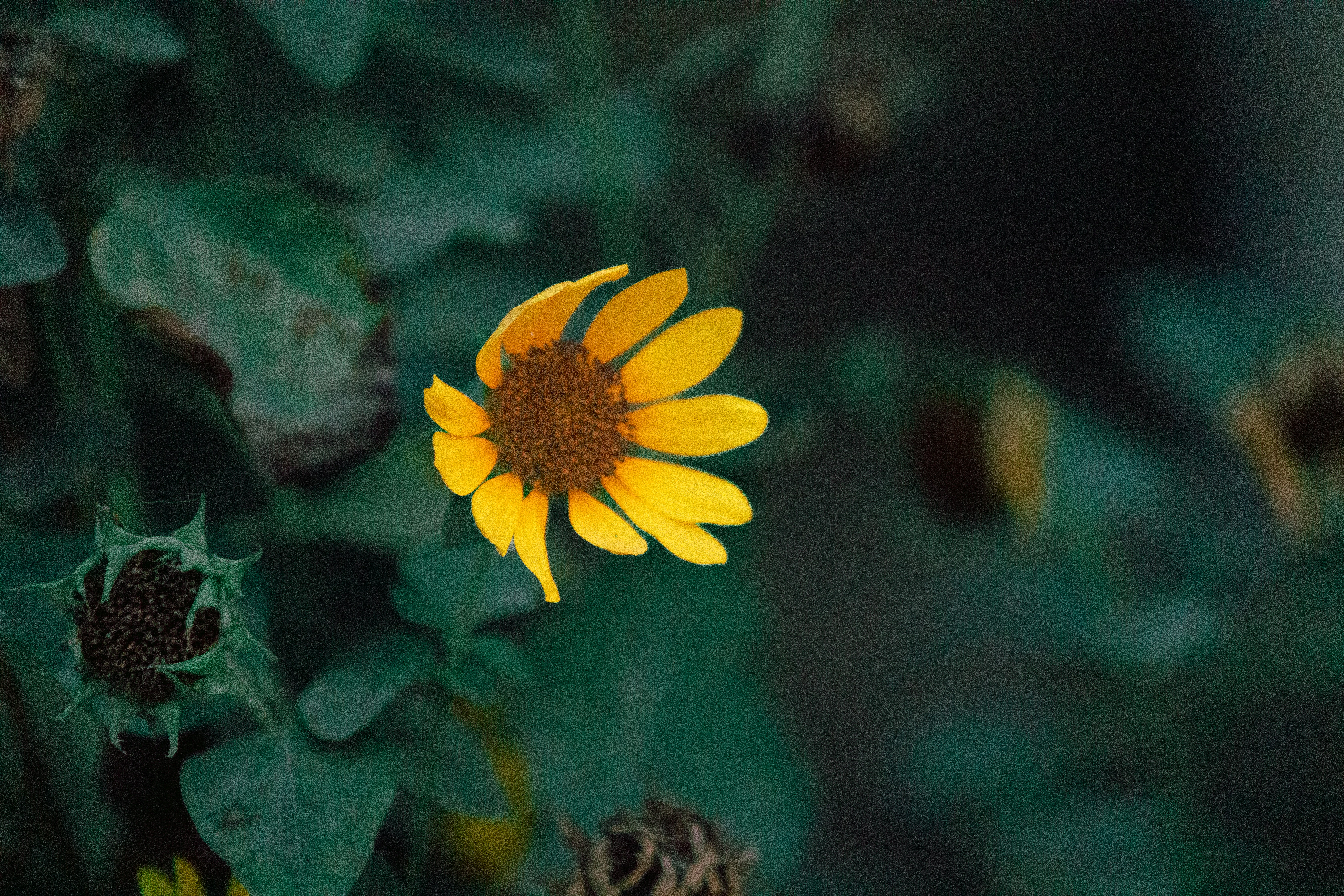 Bright yellow flower stands out against dark green foliage; shallow depth of field isolates the bloom.