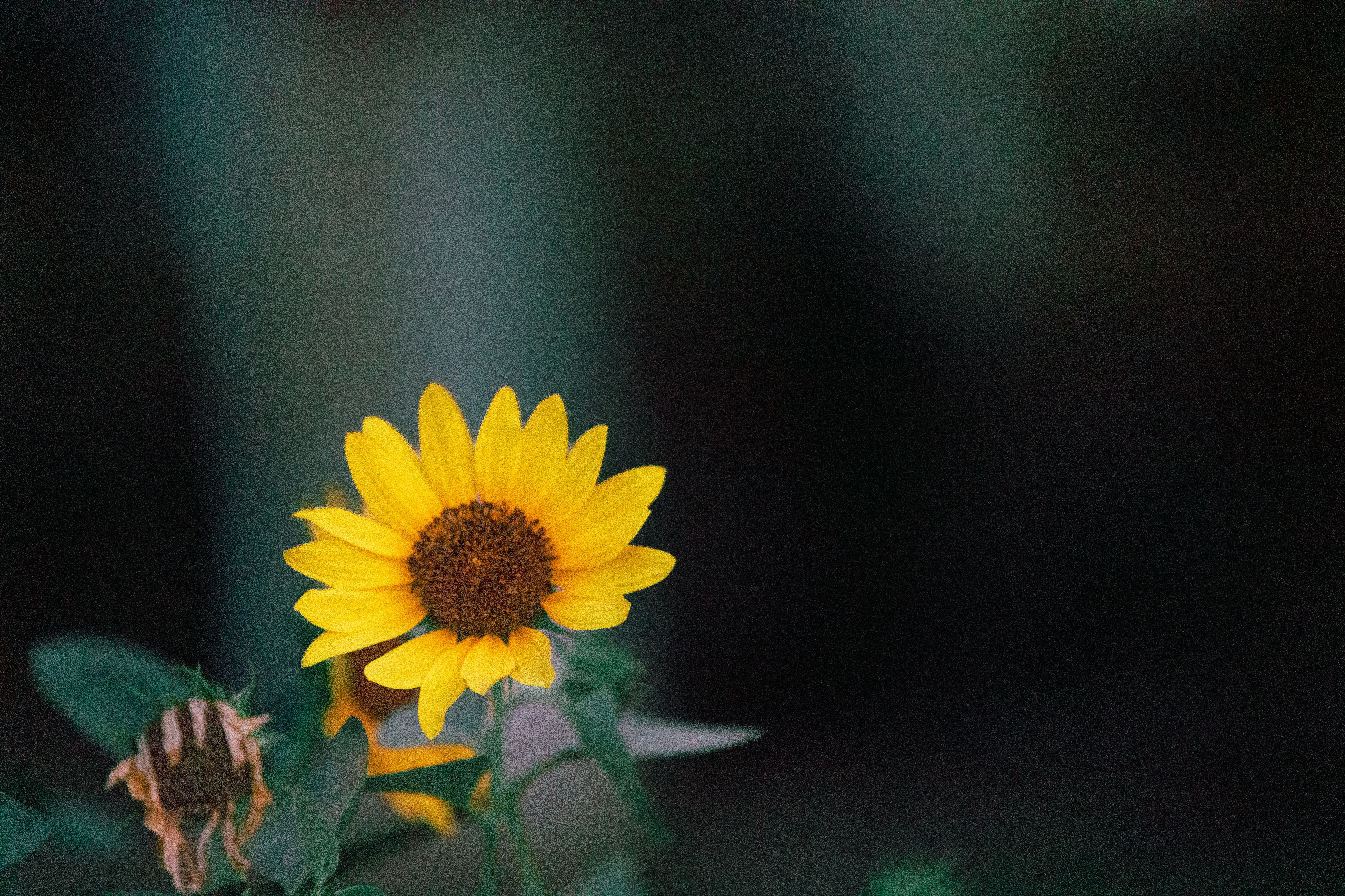 Sunflower in Soft Focus: A Quiet Garden Moment