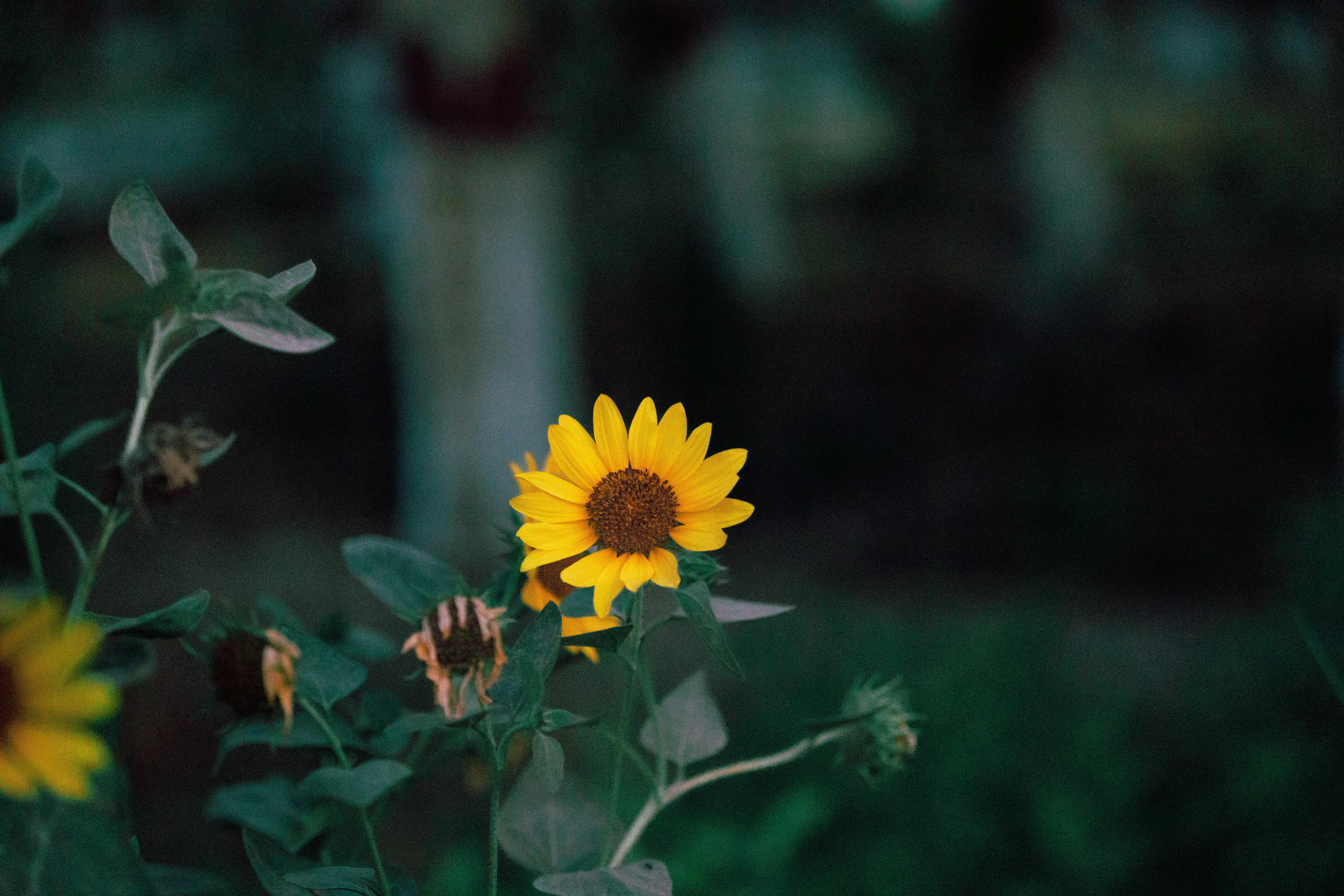 Sunflower in a Quiet Green Frame