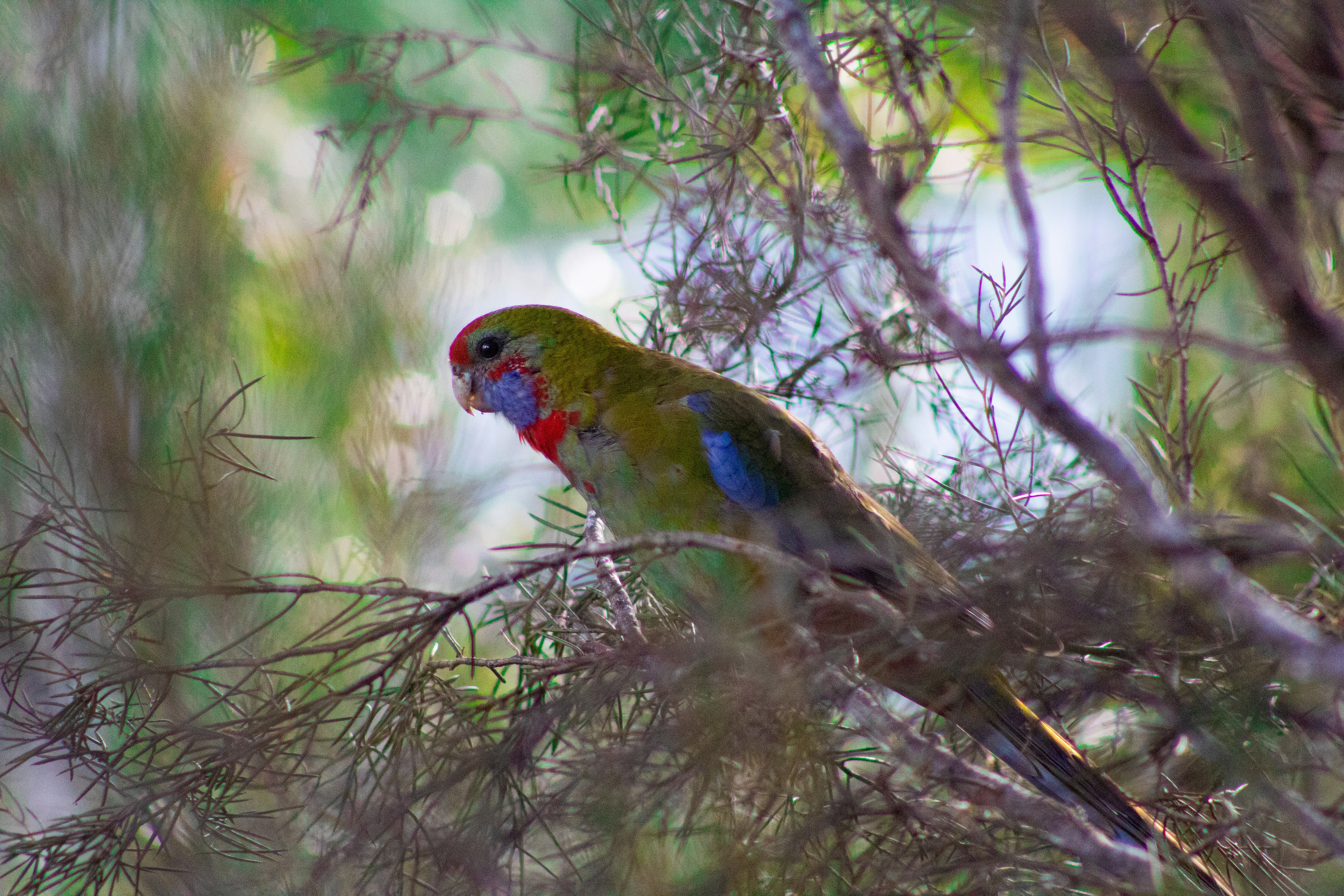 Green-cheeked Parrot Among Dusky Branches