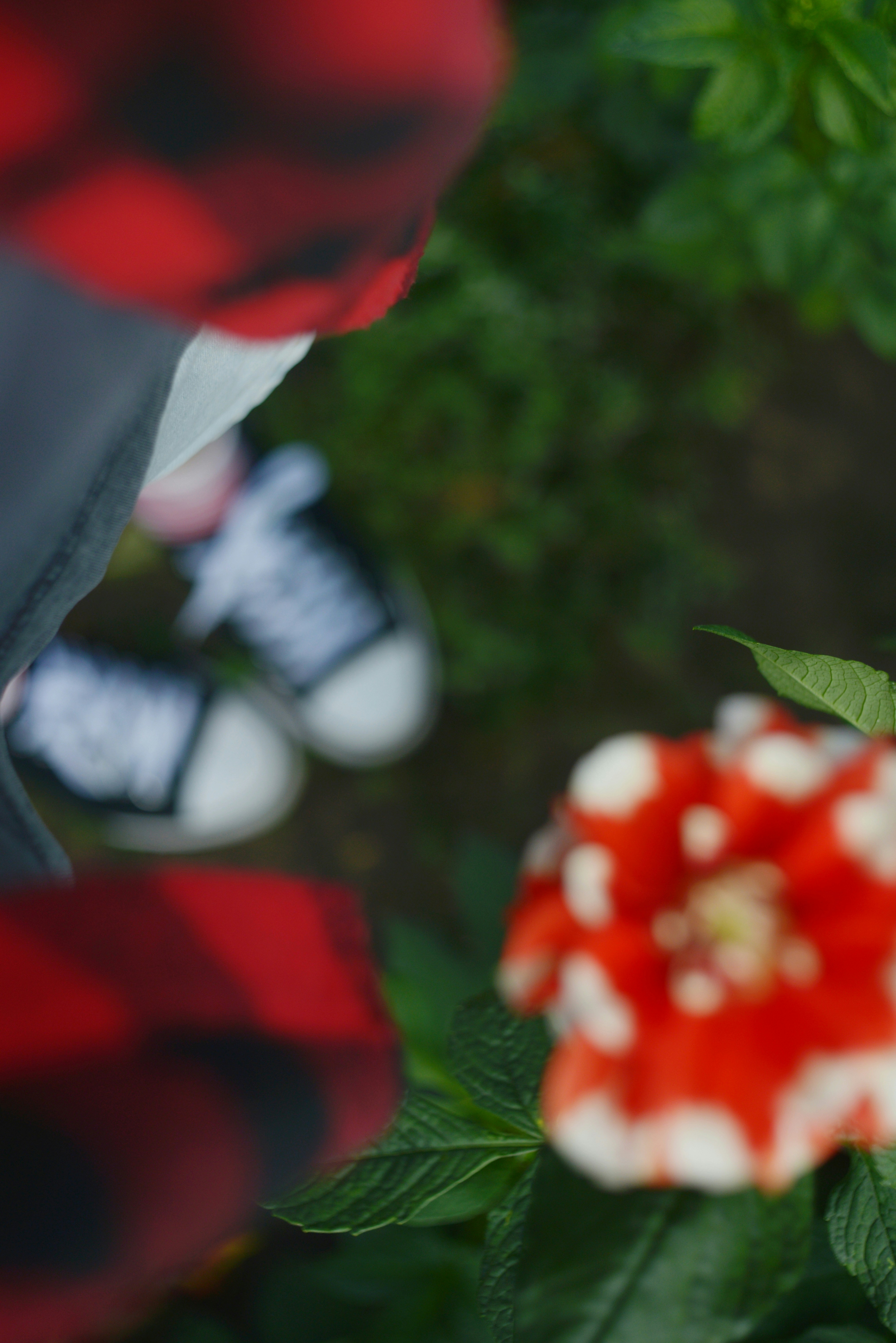 Red Blossom in Focus: A Tilted Garden Moment